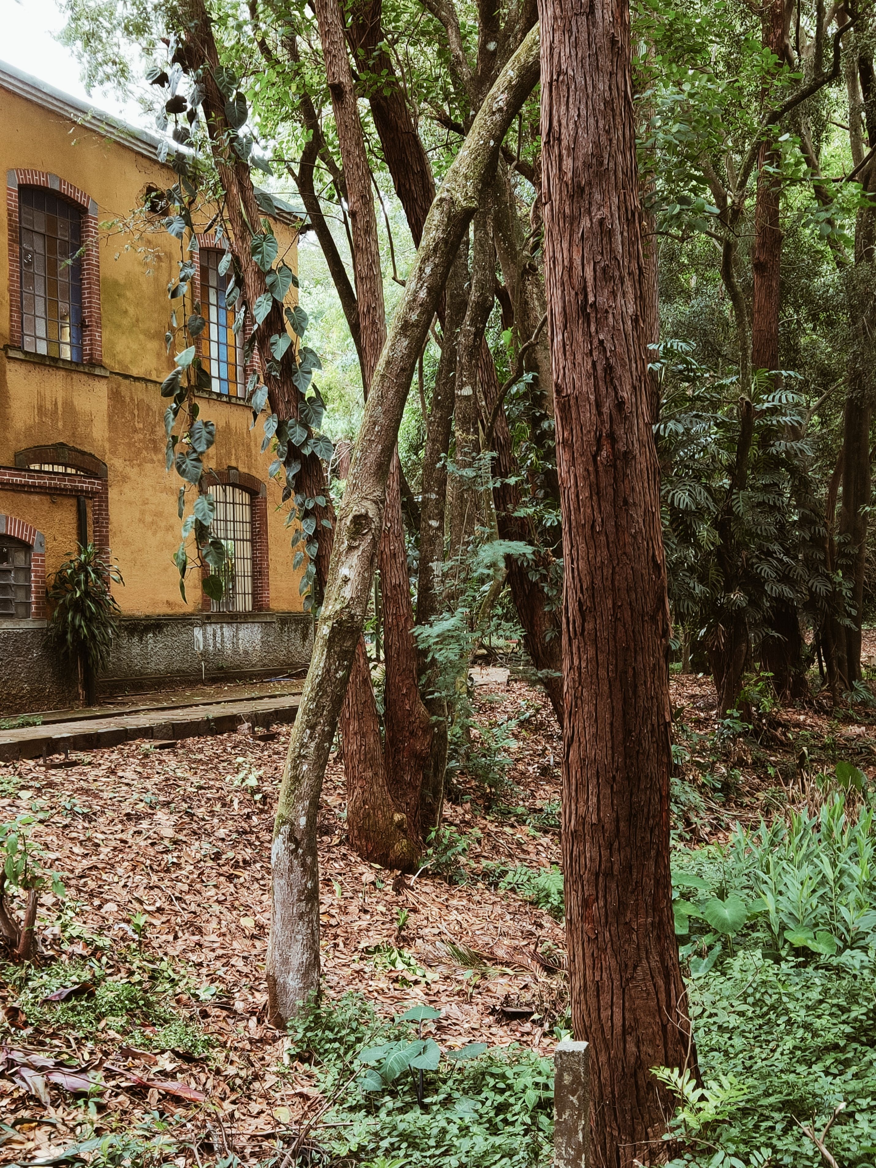 Trees by Neglected Building in Summer · Free Stock Photo