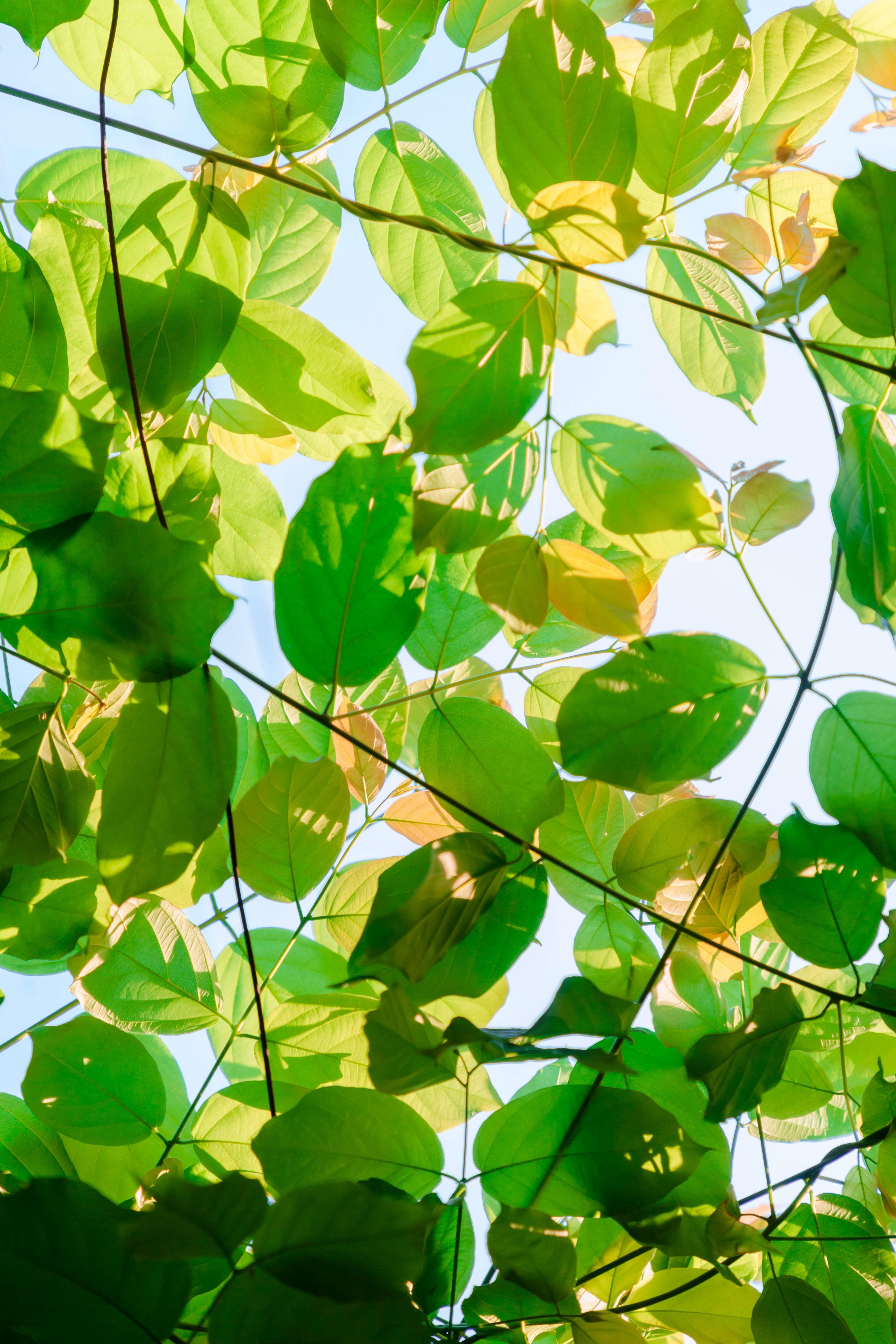 Green Color Grading Photos, Download The BEST Free Green Color Grading ...