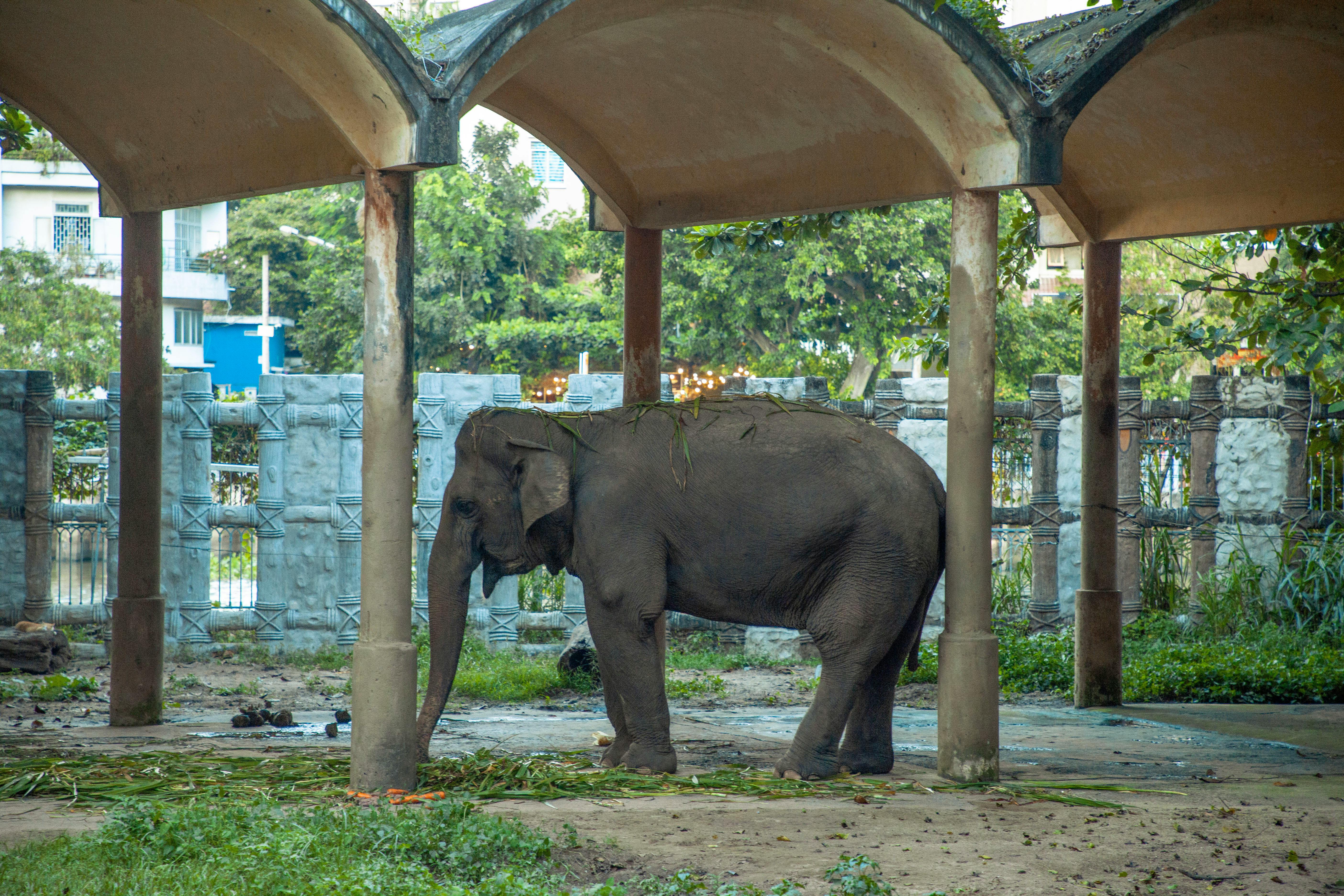 Elephant under a Roofed Structure · Free Stock Photo