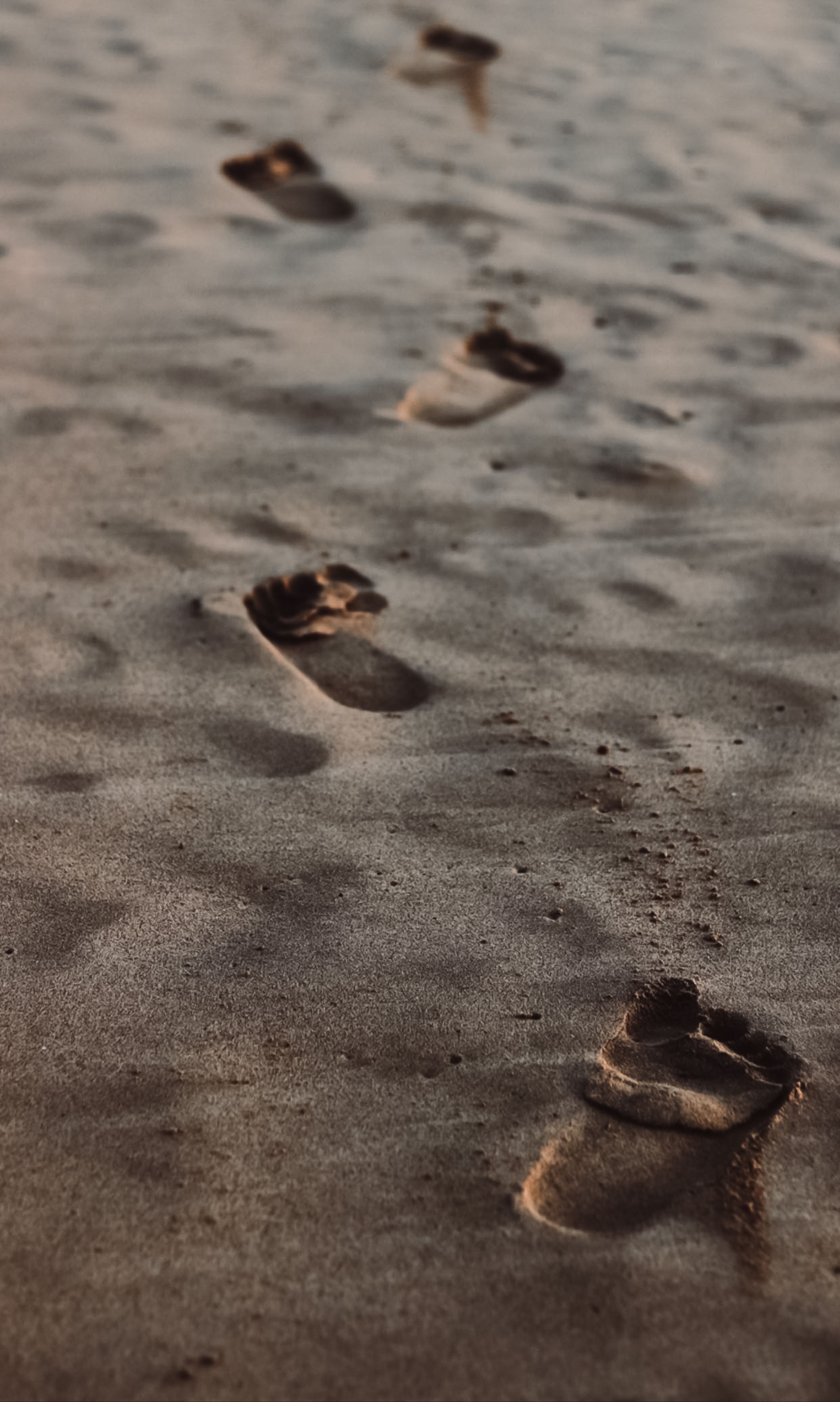 Sea Shell Aesthetic Photos, Download The BEST Free Sea Shell Aesthetic ...