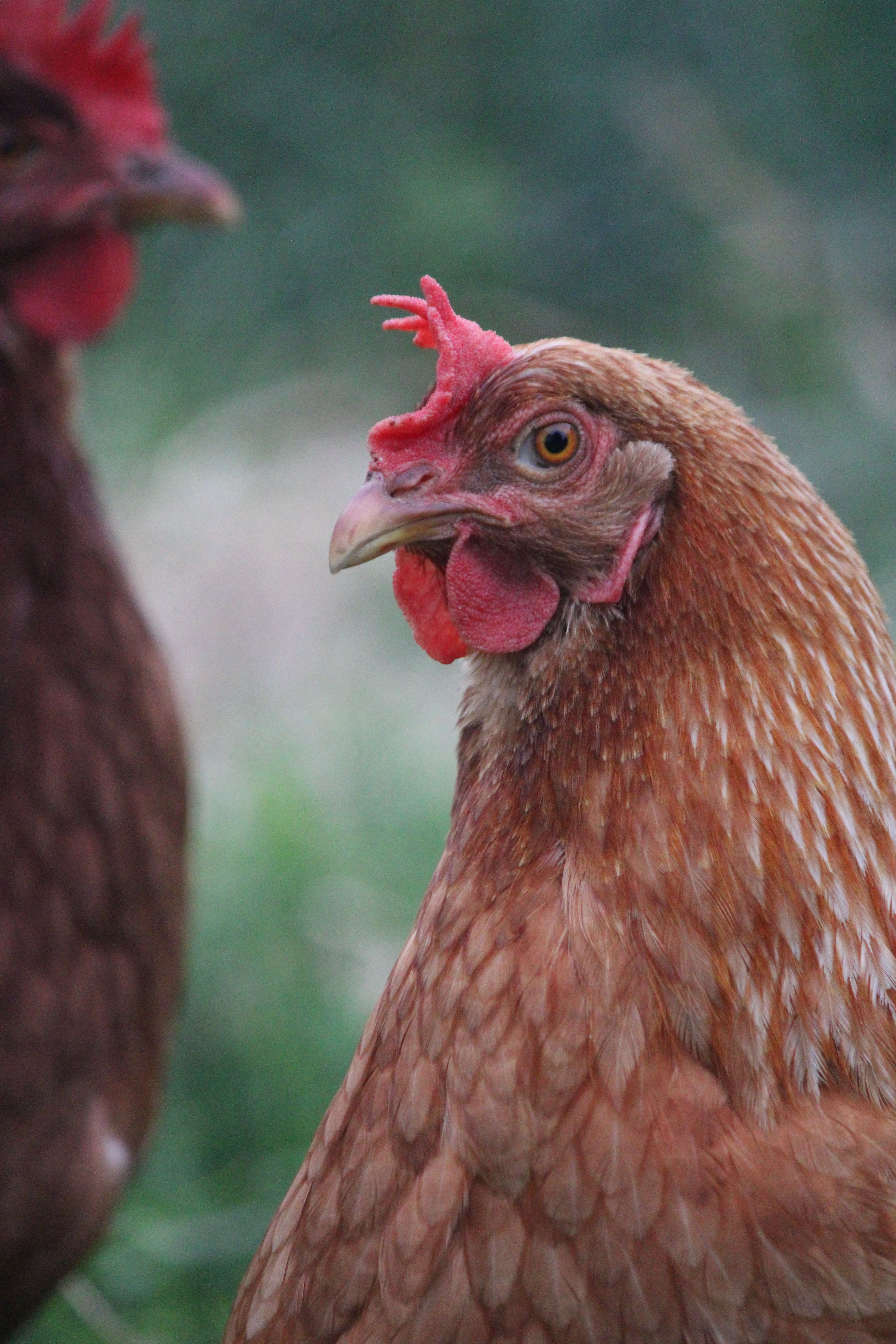 Hen Head in Close-up View · Free Stock Photo