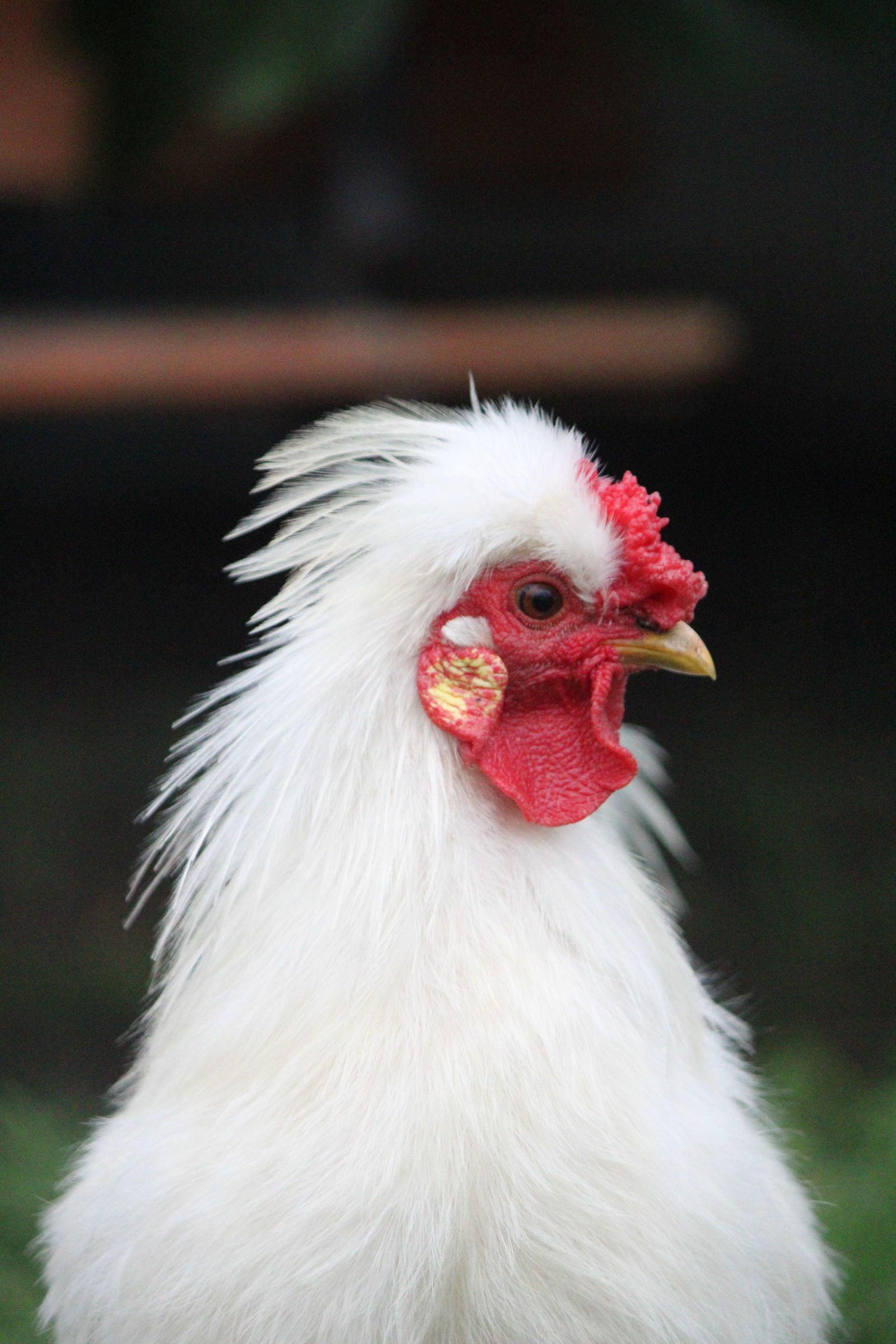 White Chicken Photos, Download The BEST Free White Chicken Stock Photos ...