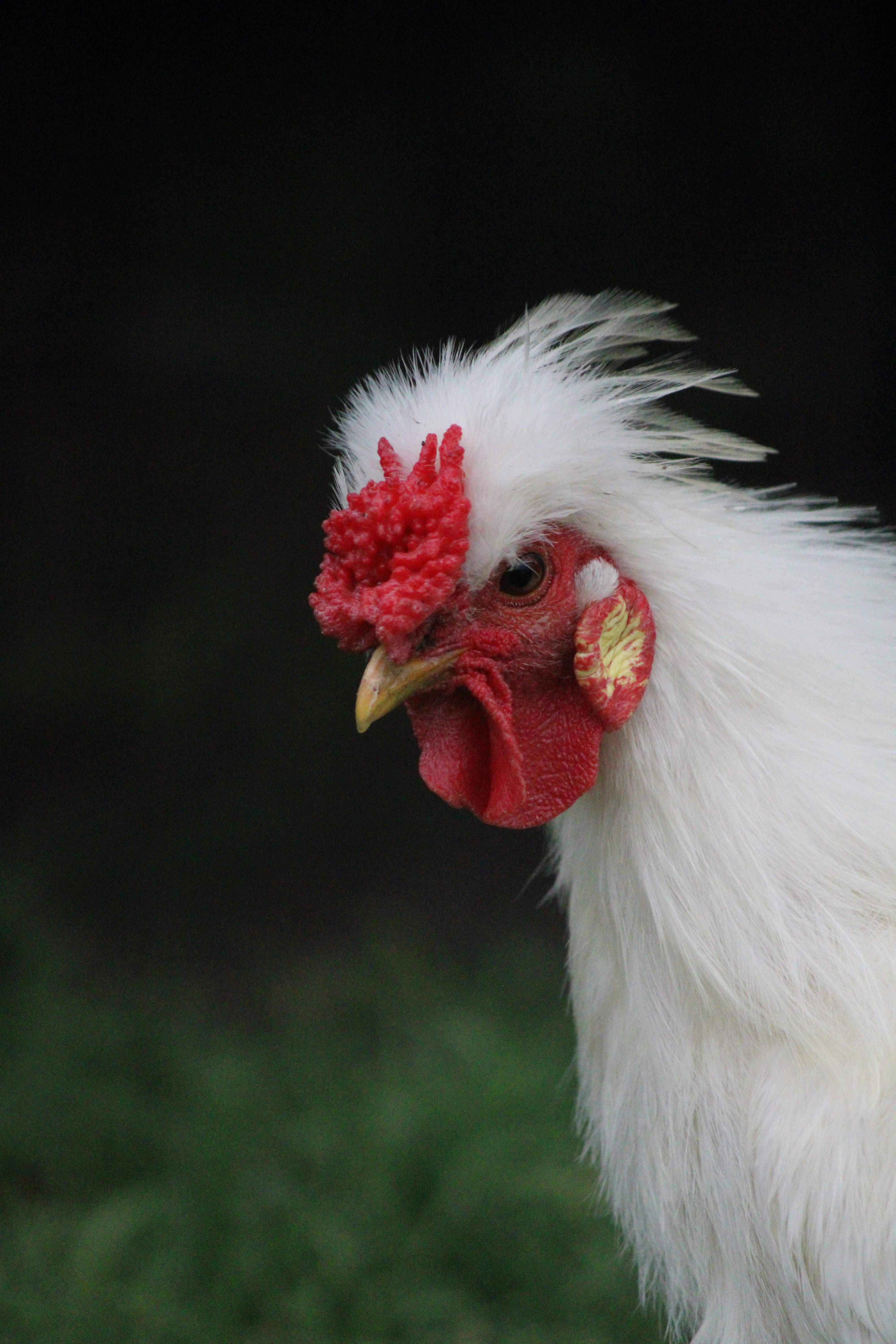 Close-up Photo Of Chicken · Free Stock Photo