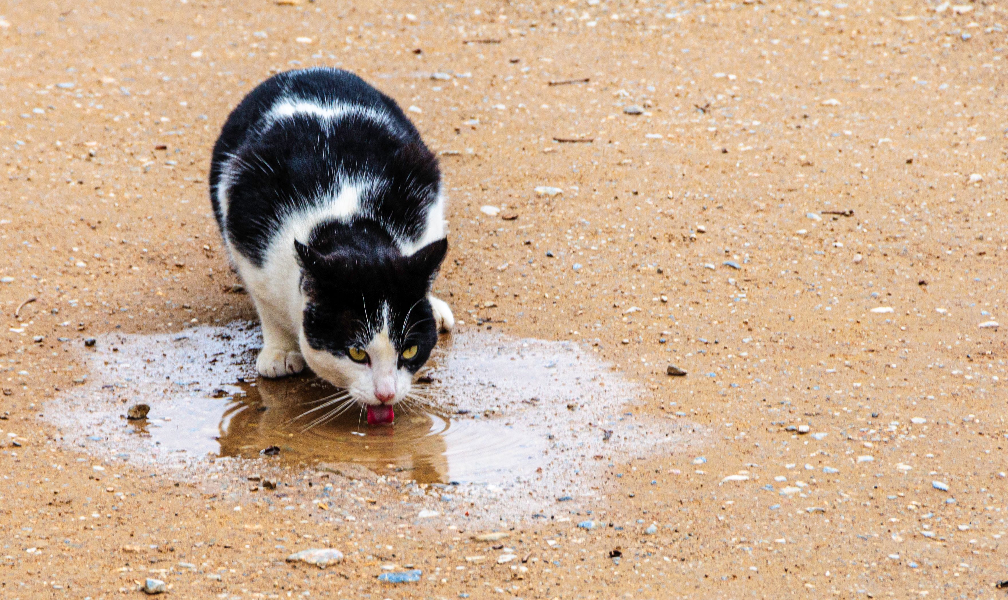 Cat Drinking Water from a Puddle · Free Stock Photo