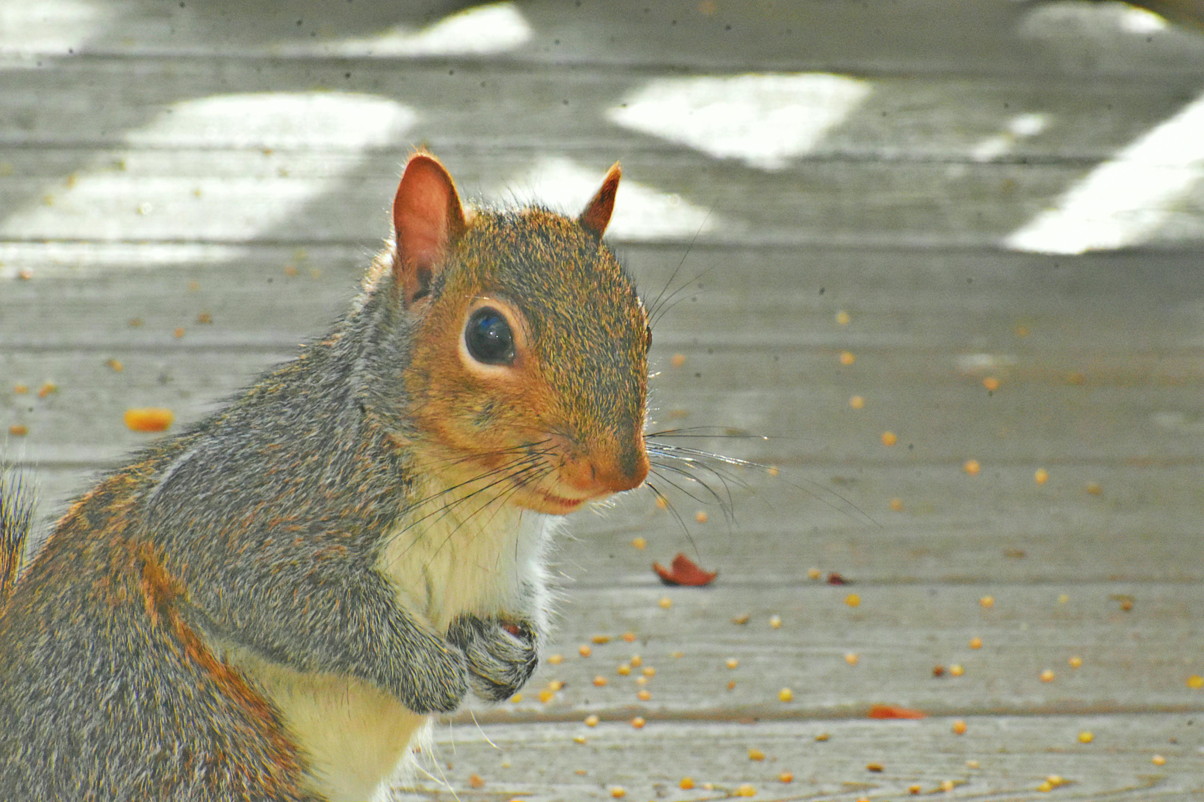 Squirrels 2 Photos & Videos Collected by Grayson Smith