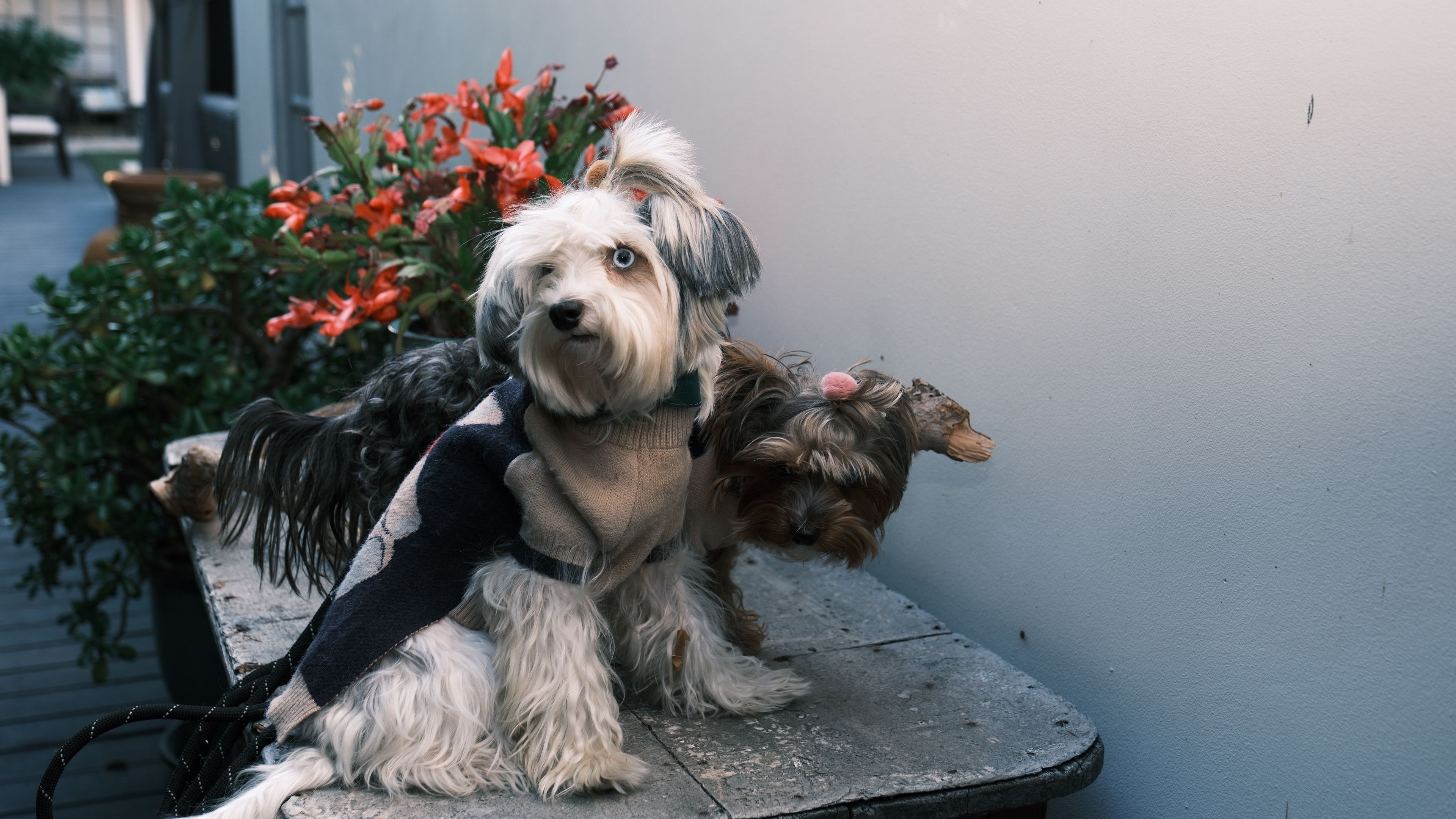 Canines At Rest Photos, Download The BEST Free Canines At Rest Stock ...