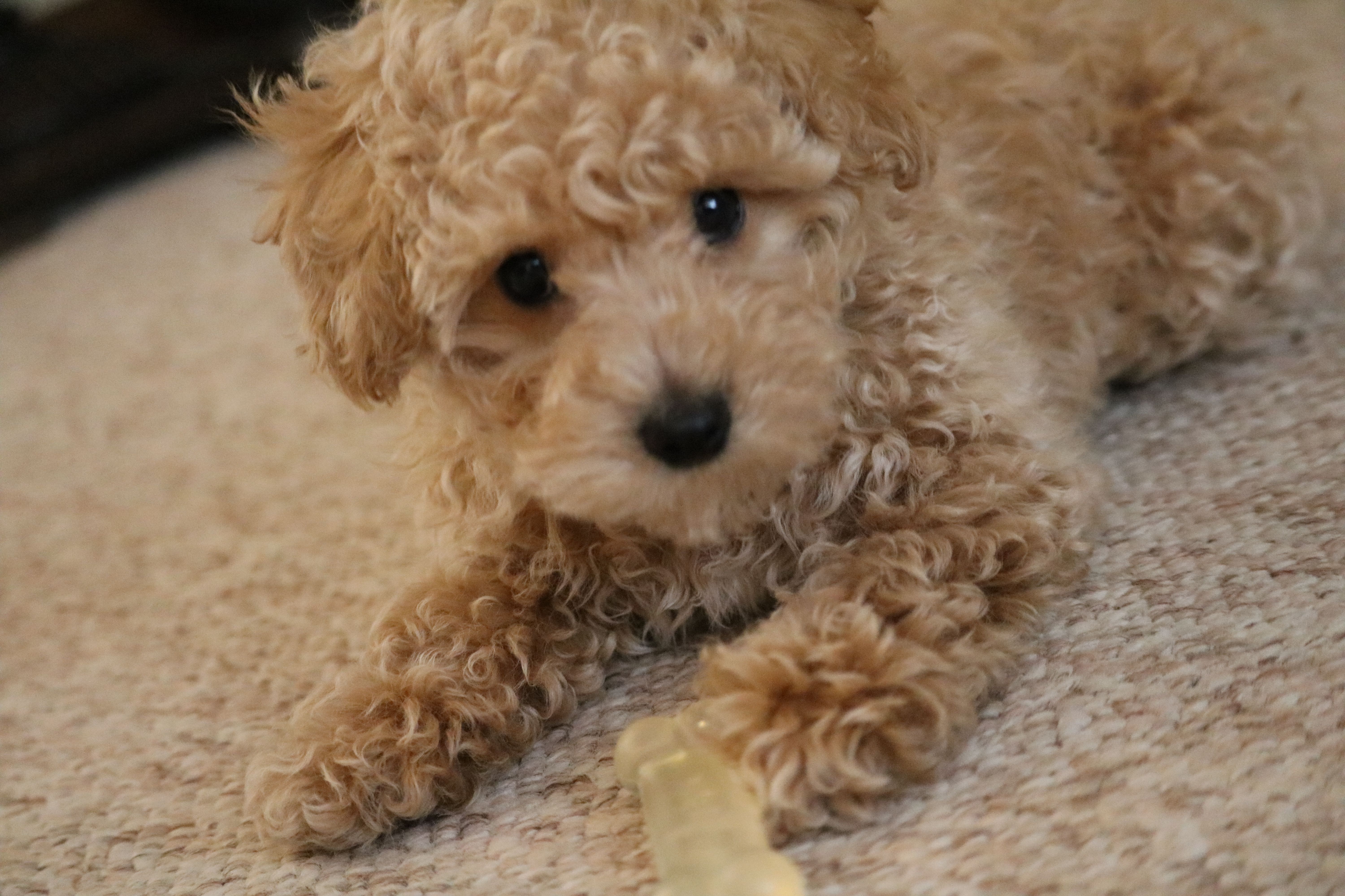 Free stock photo of cute, dogs, puppies