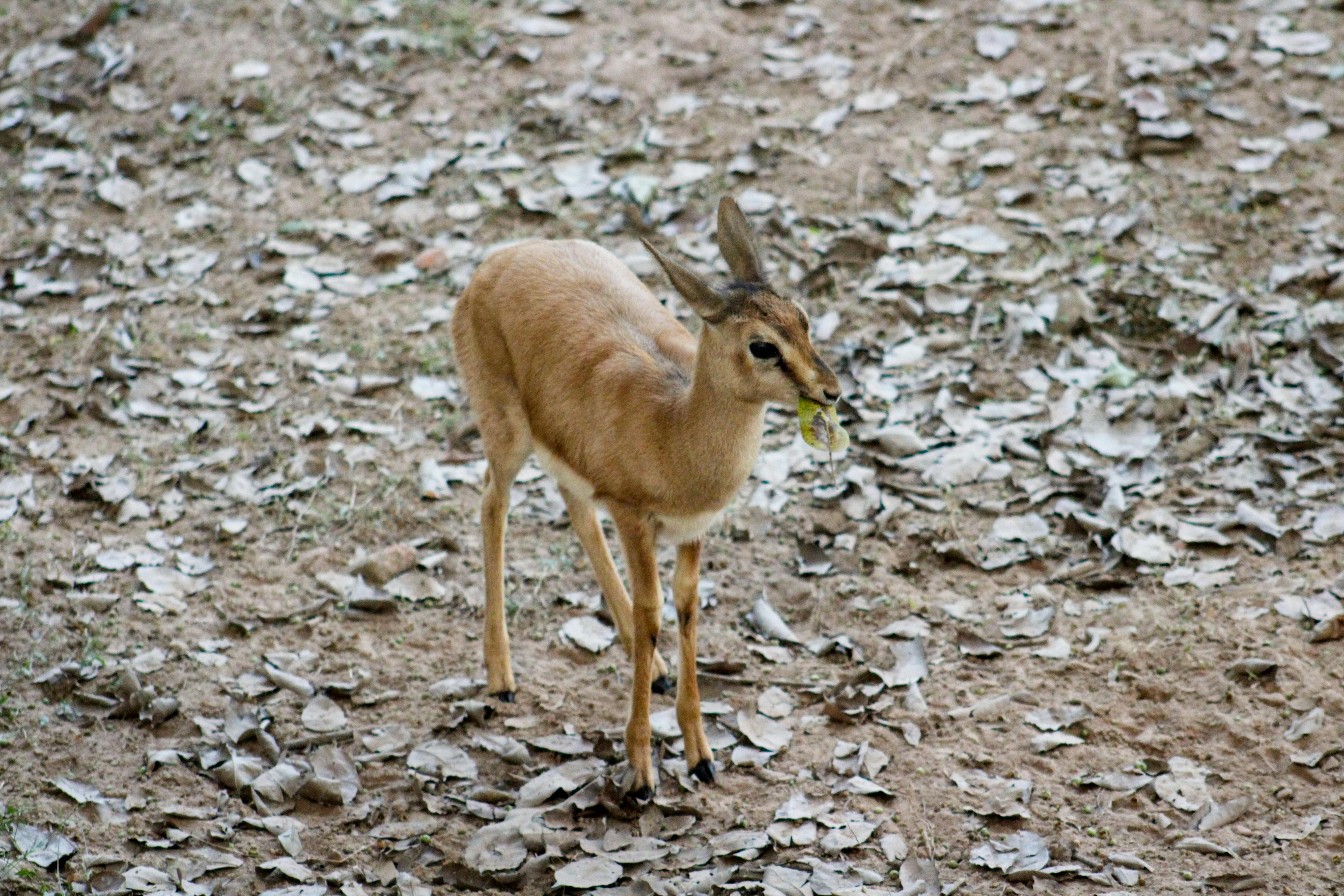 Gazelle Photos, Download The BEST Free Gazelle Stock Photos & HD Images