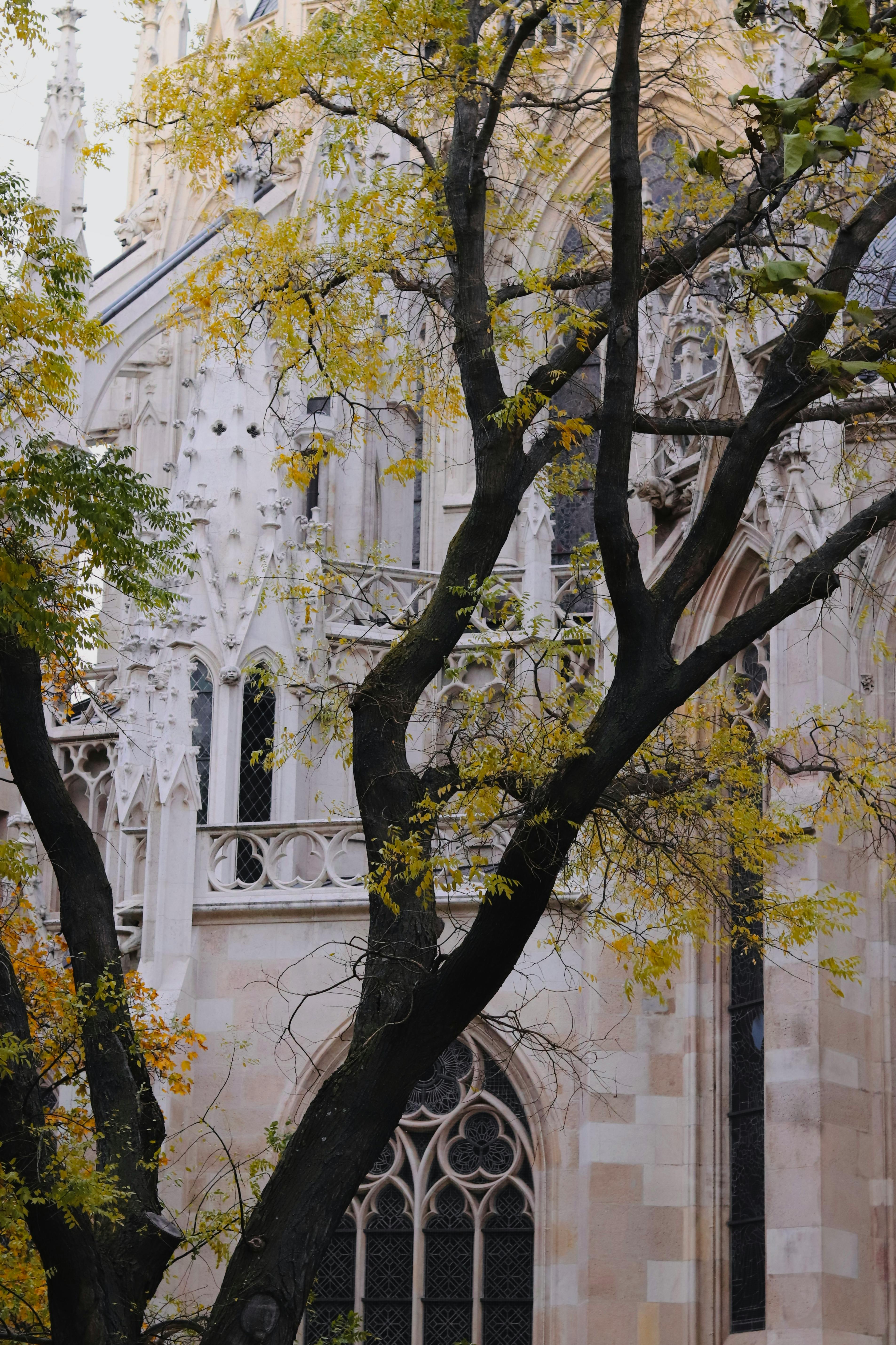 A cathedral with a tree in front of it · Free Stock Photo