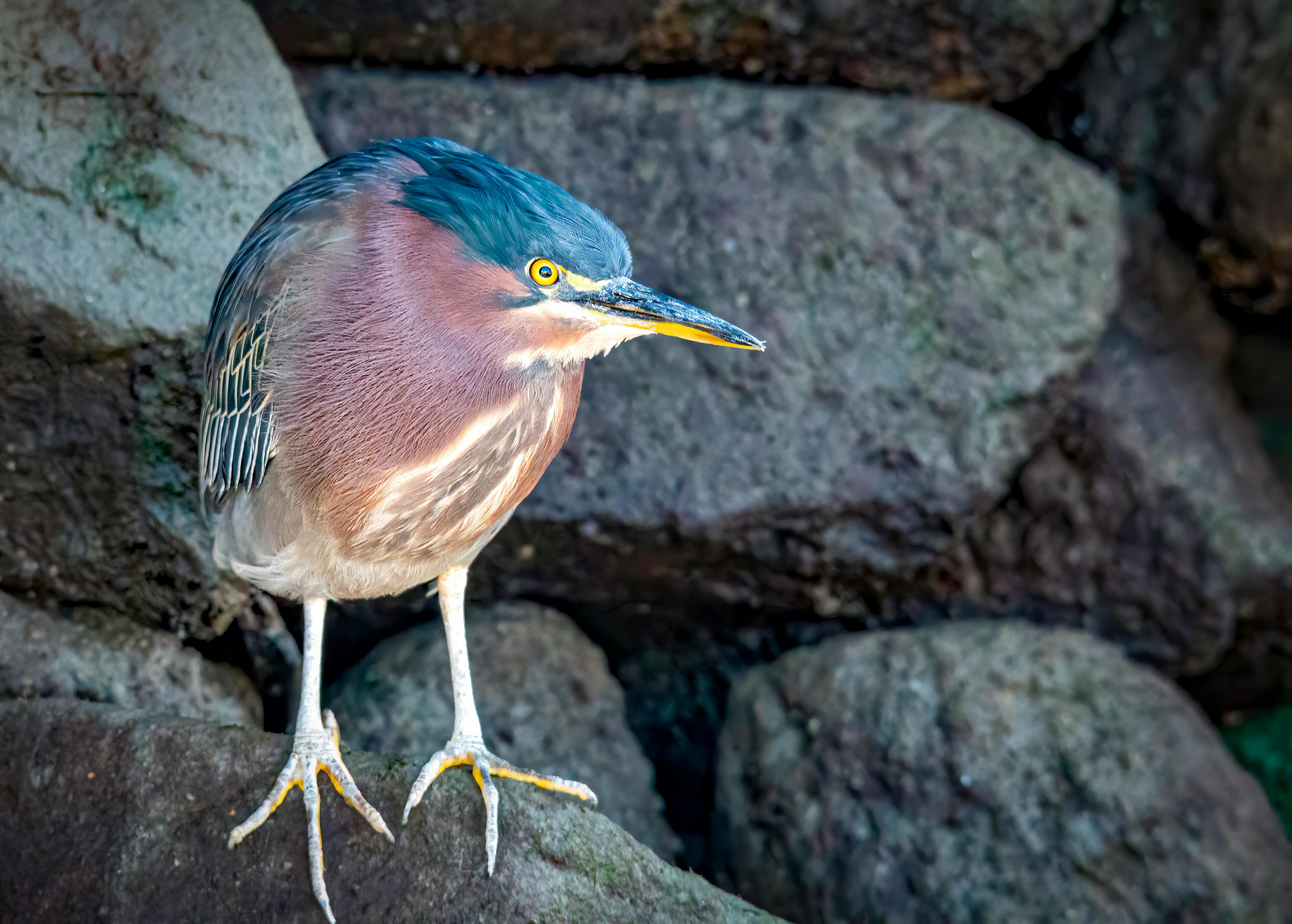 Handshake Beak Photos, Download The BEST Free Handshake Beak Stock ...