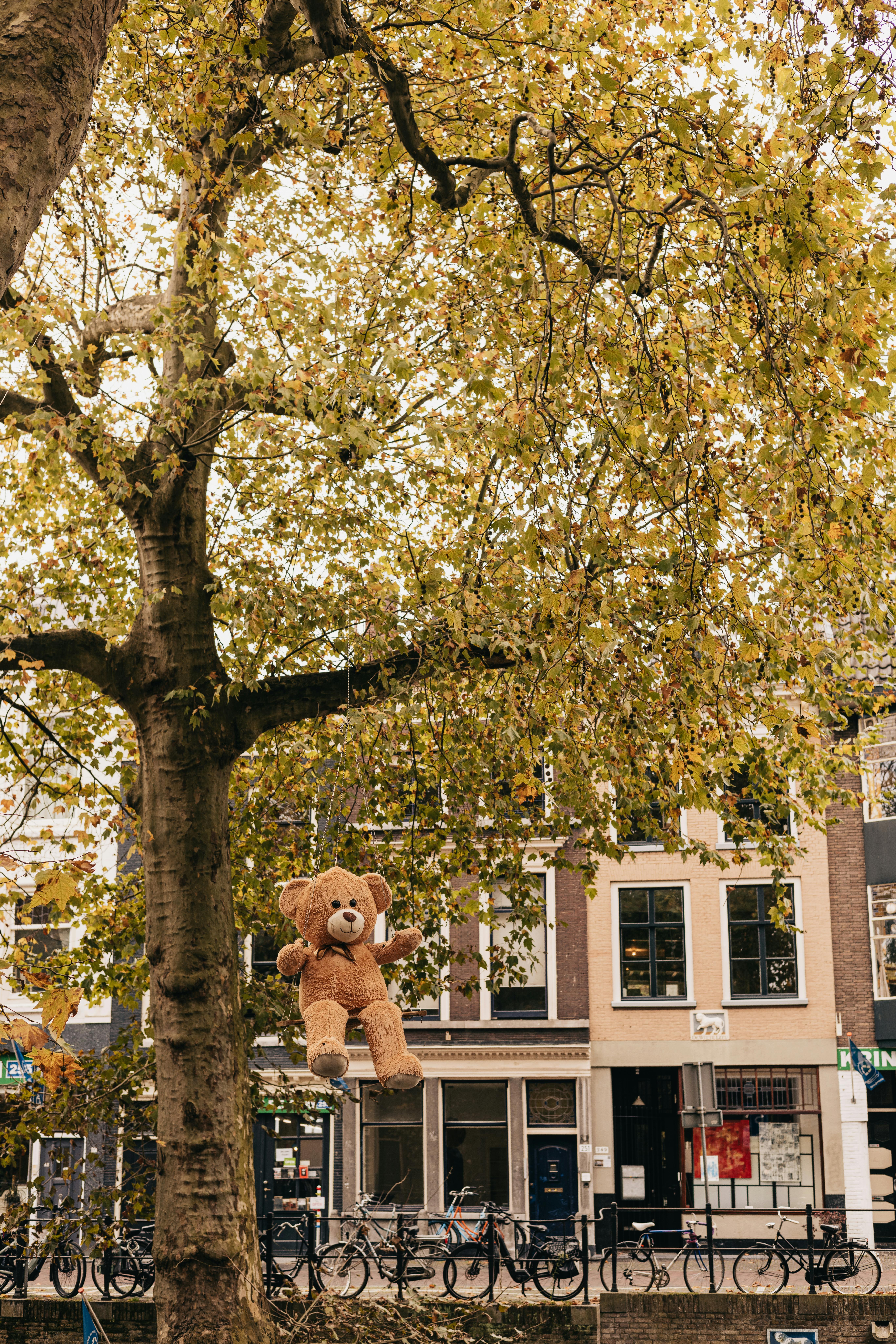 A Large Teddy Bear on a Tree Branch in City · Free Stock Photo