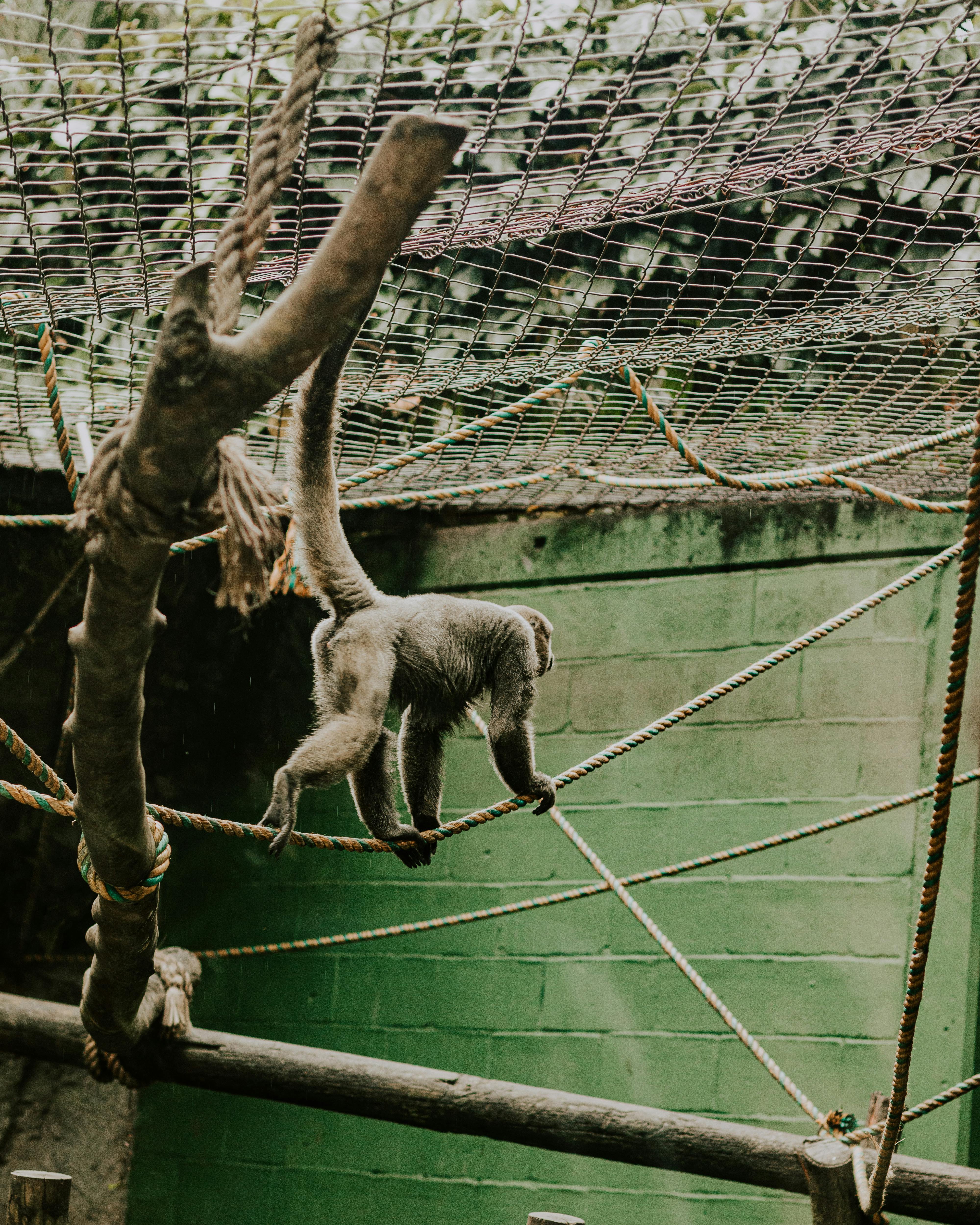A Monkey in a Zoo · Free Stock Photo