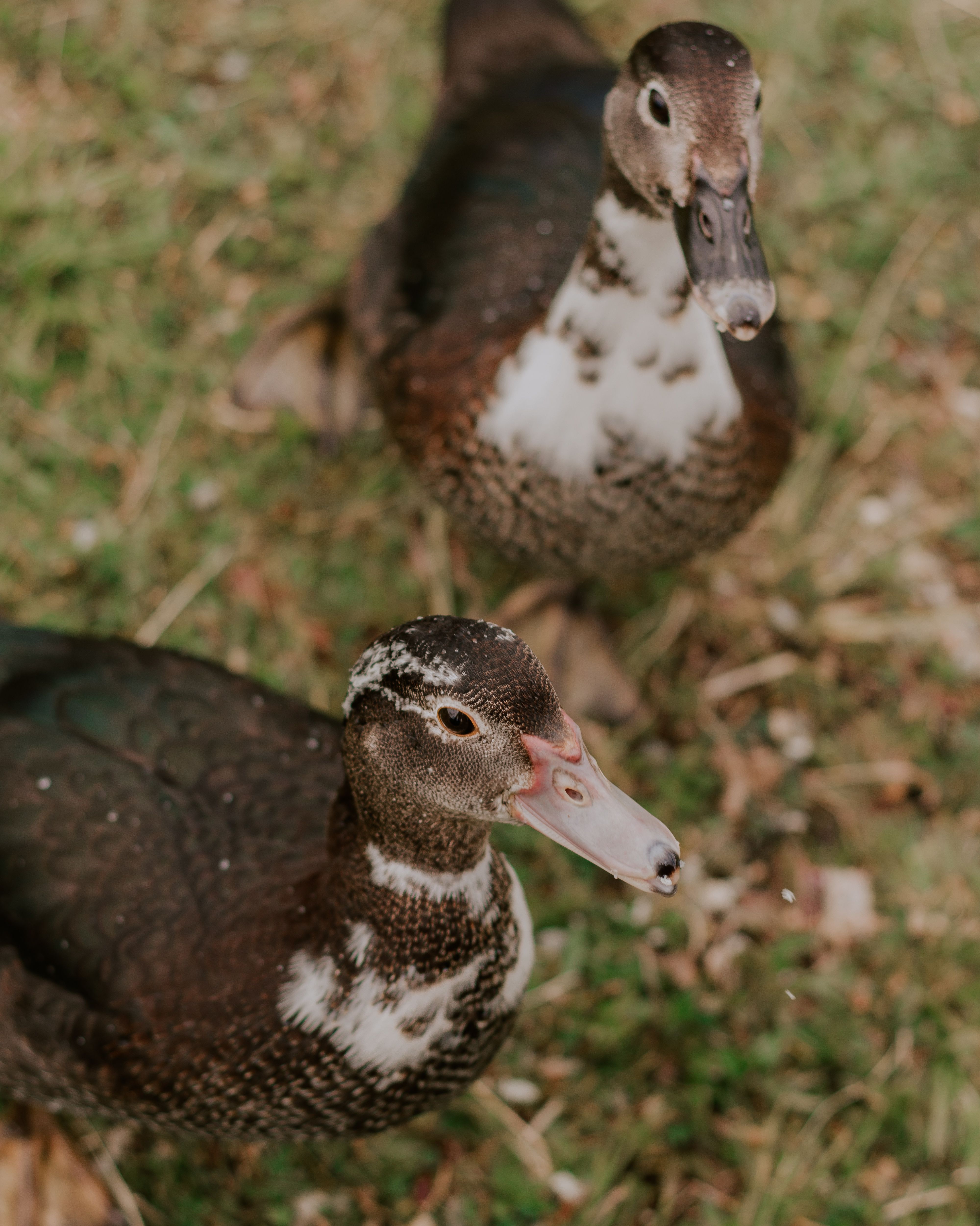 Close-up of Two Ducks Standing on the Grass · Free Stock Photo