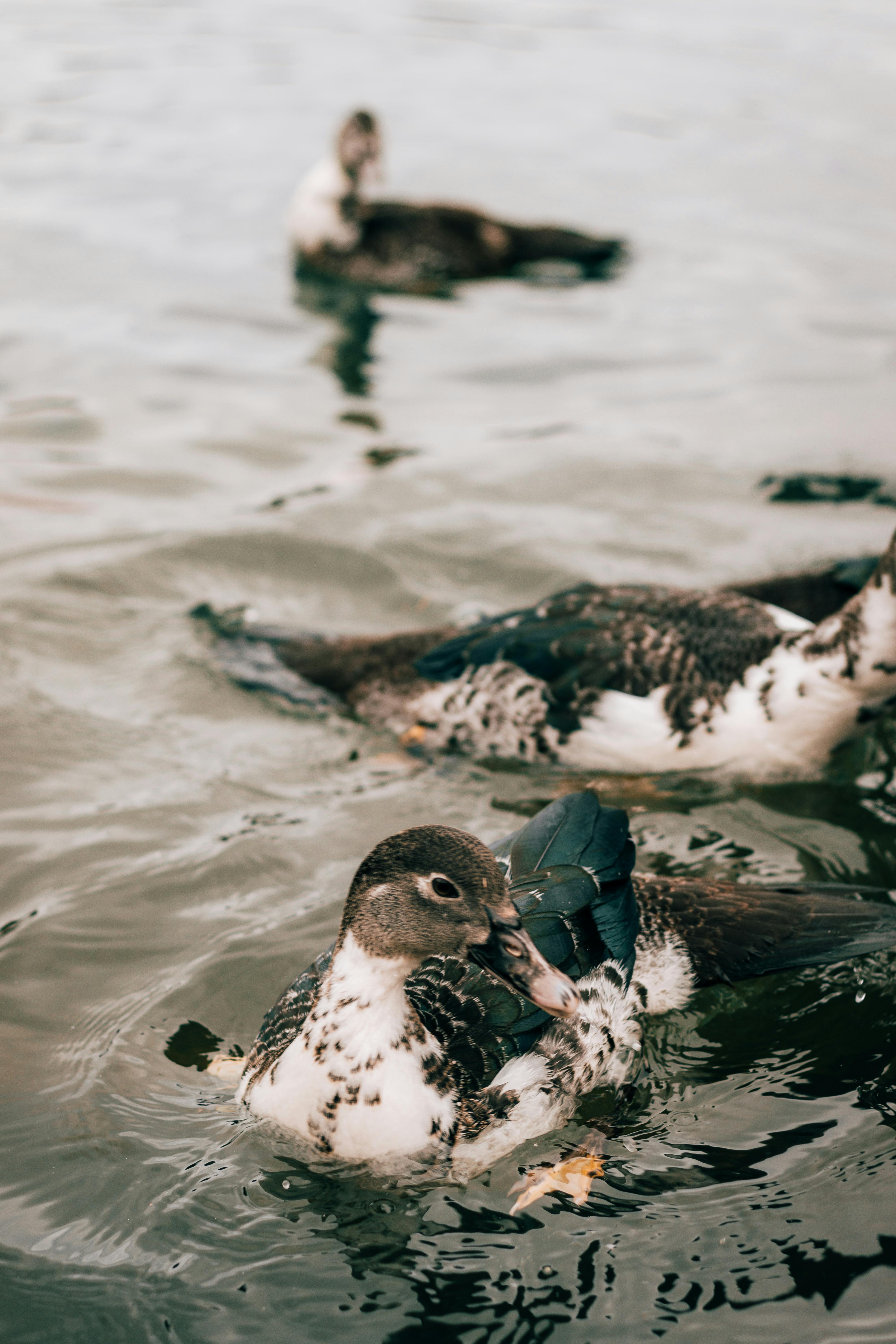 Close up of Duck Splashing Water · Free Stock Photo