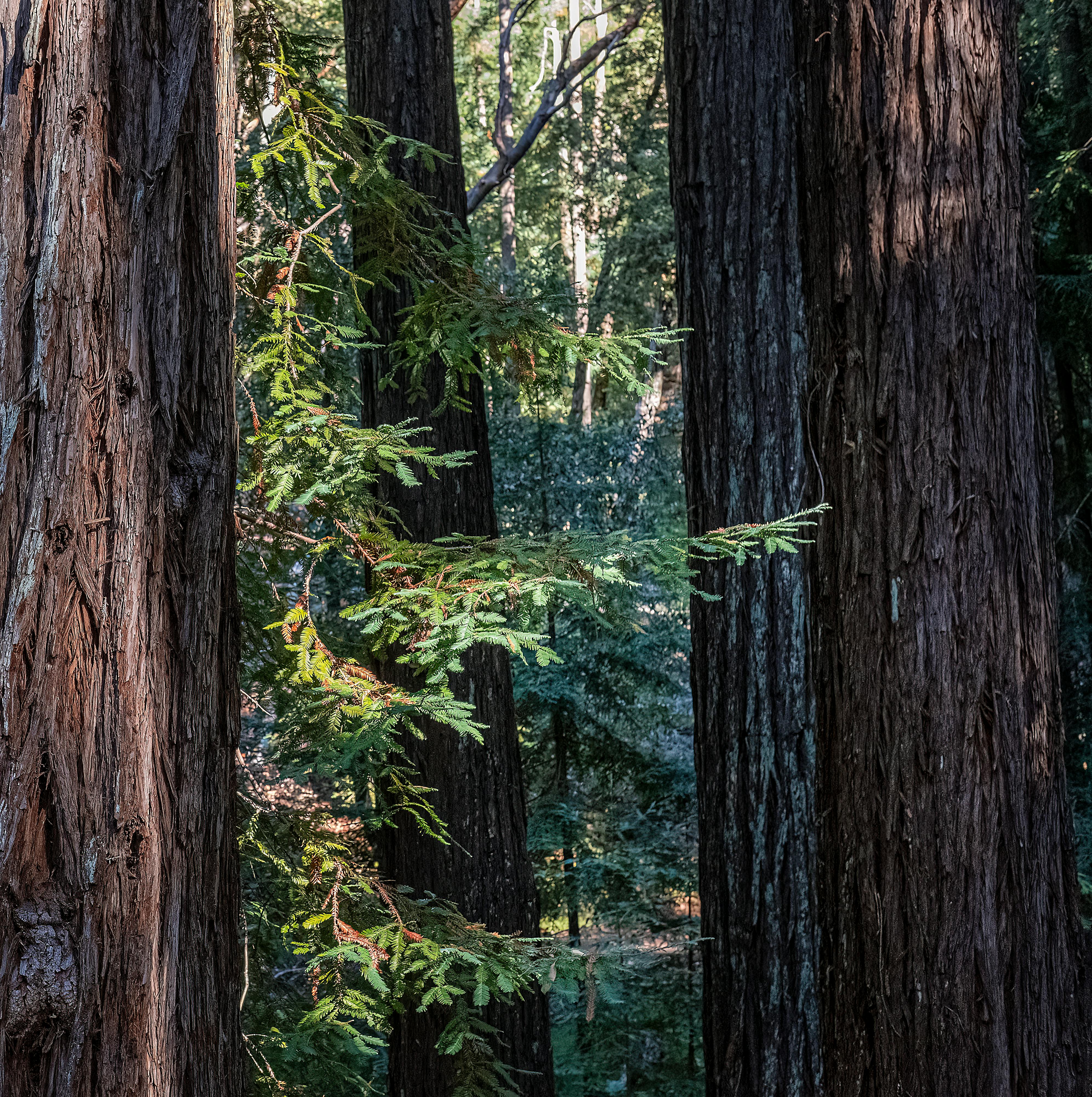 Photo of a Tree Branch · Free Stock Photo