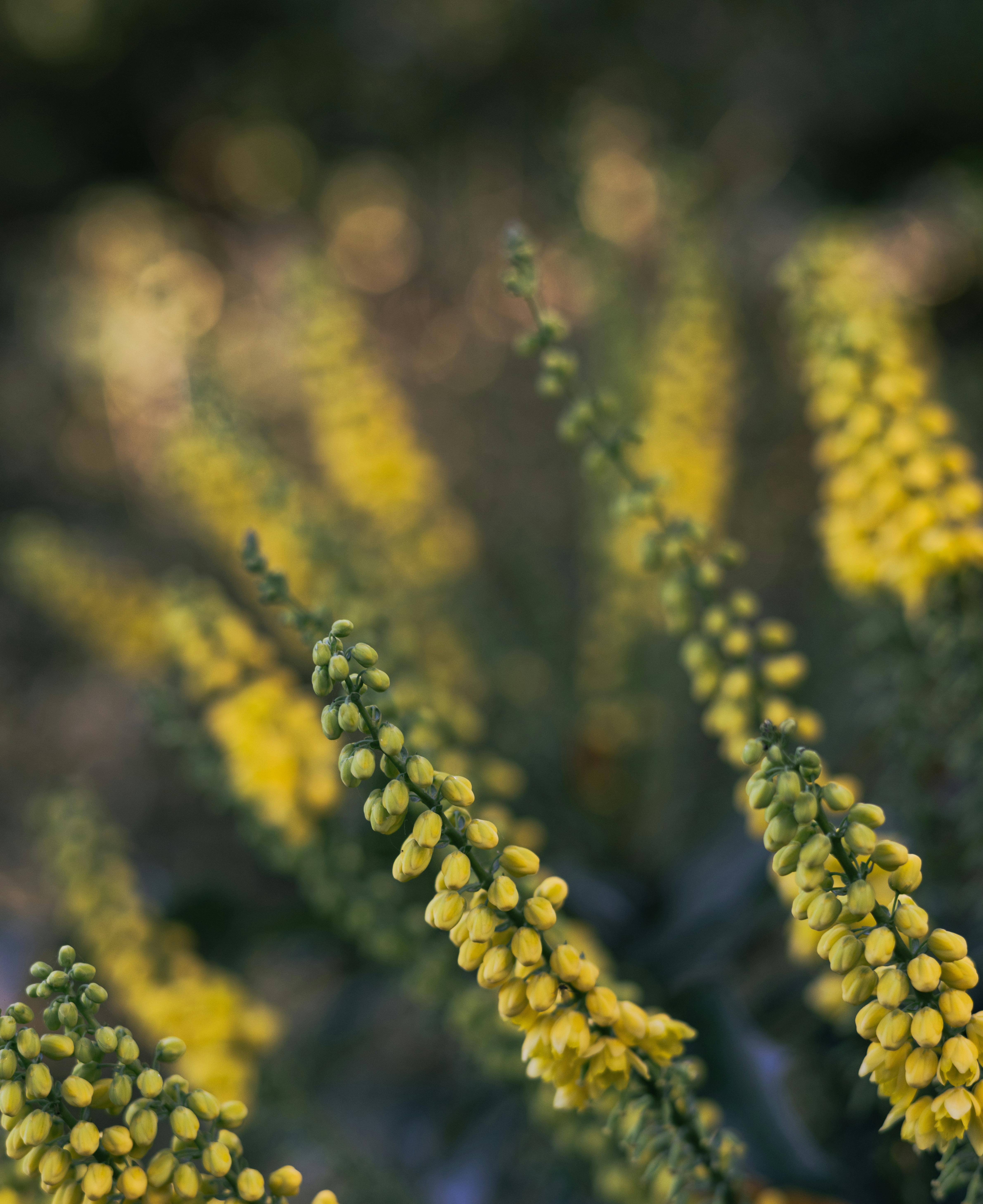 Close-up of a Flowering Yellow Shrub · Free Stock Photo