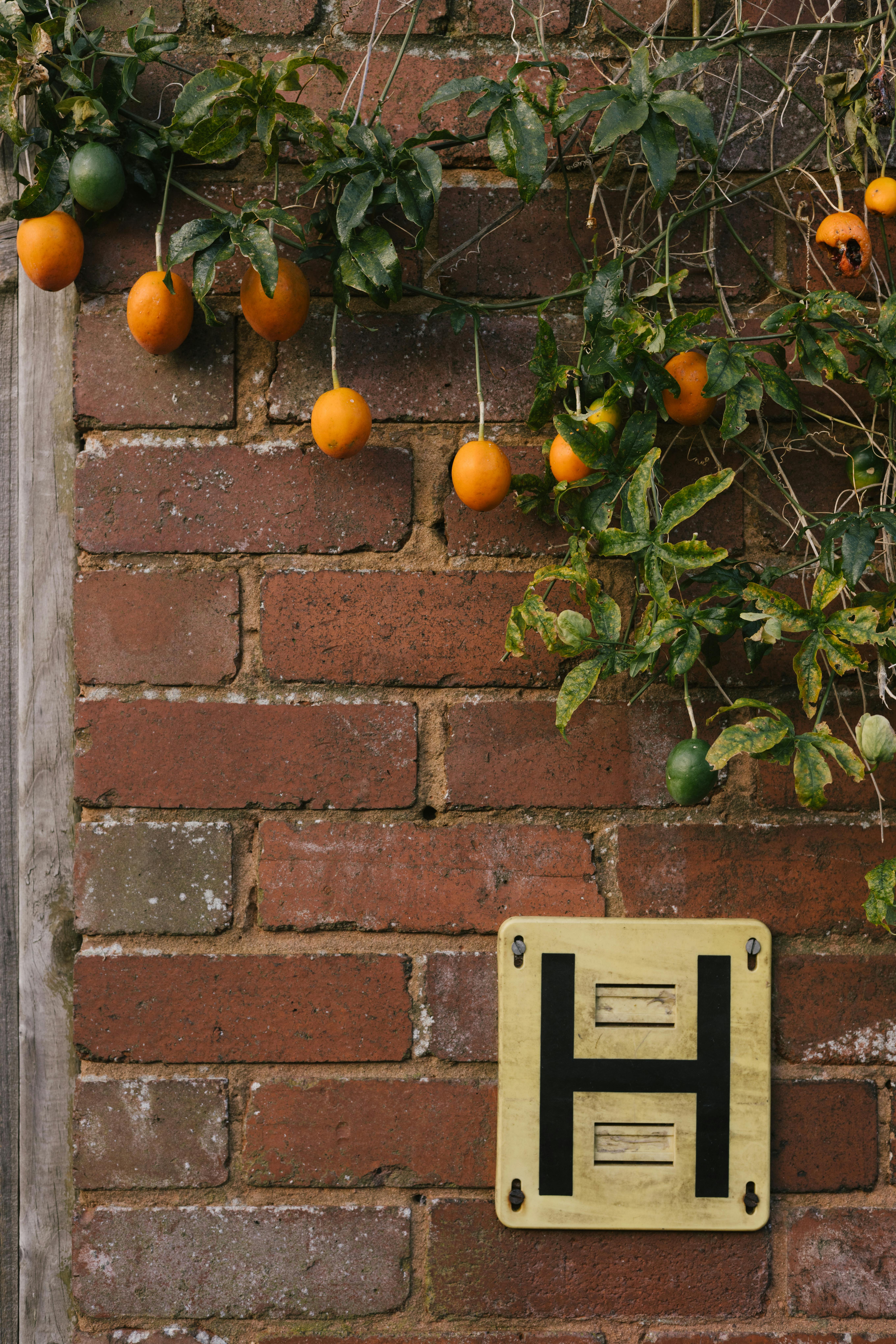 Green Plants in Wall Bricks at Daytime · Free Stock Photo