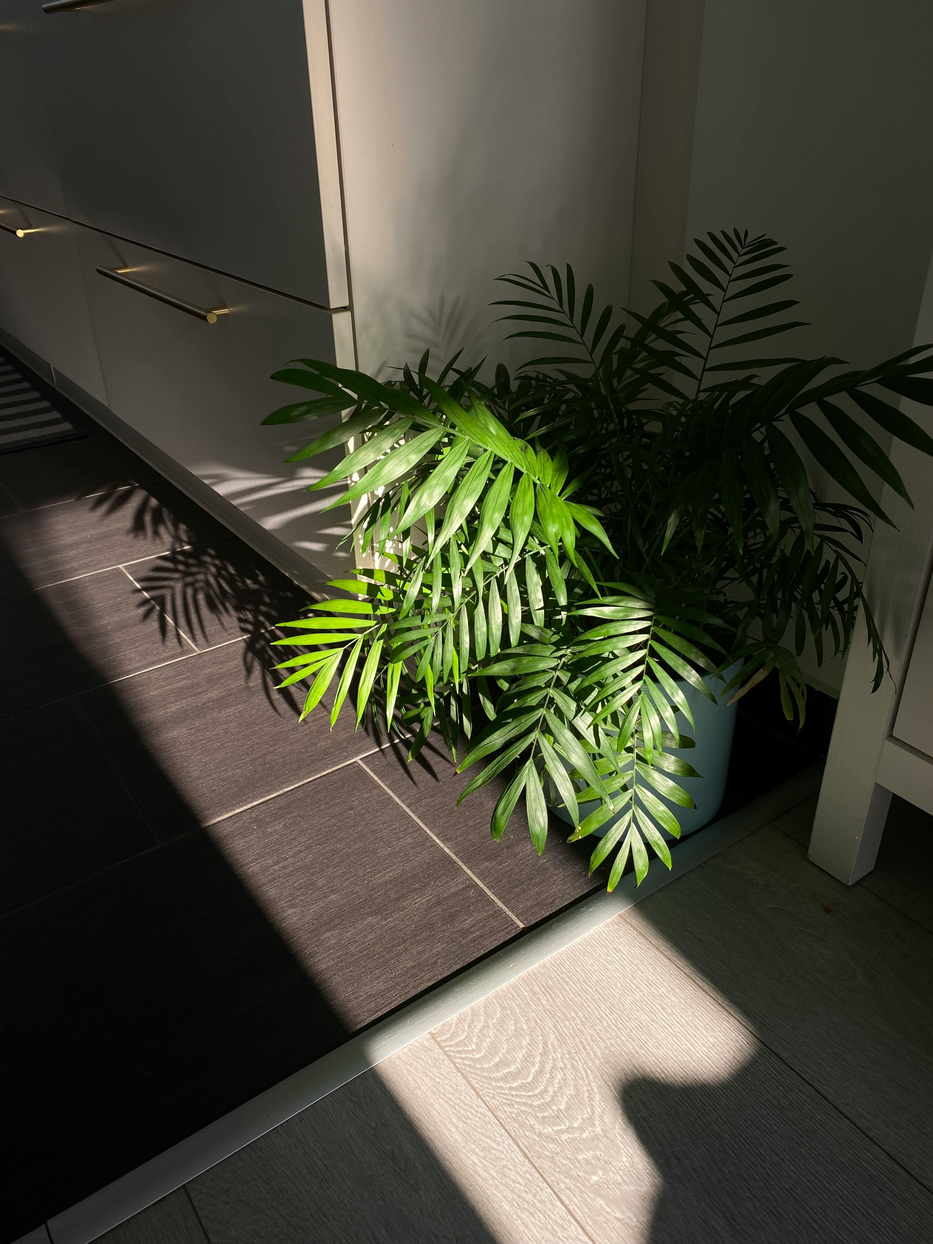 A Neanthe Bella Palm Houseplant Standing next to a Dresser in a Room in ...