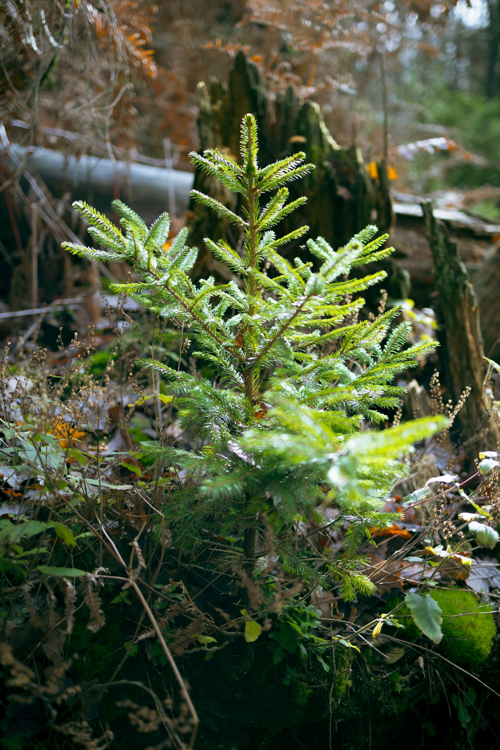 Pine Number Photos, Download The BEST Free Pine Number Stock Photos ...