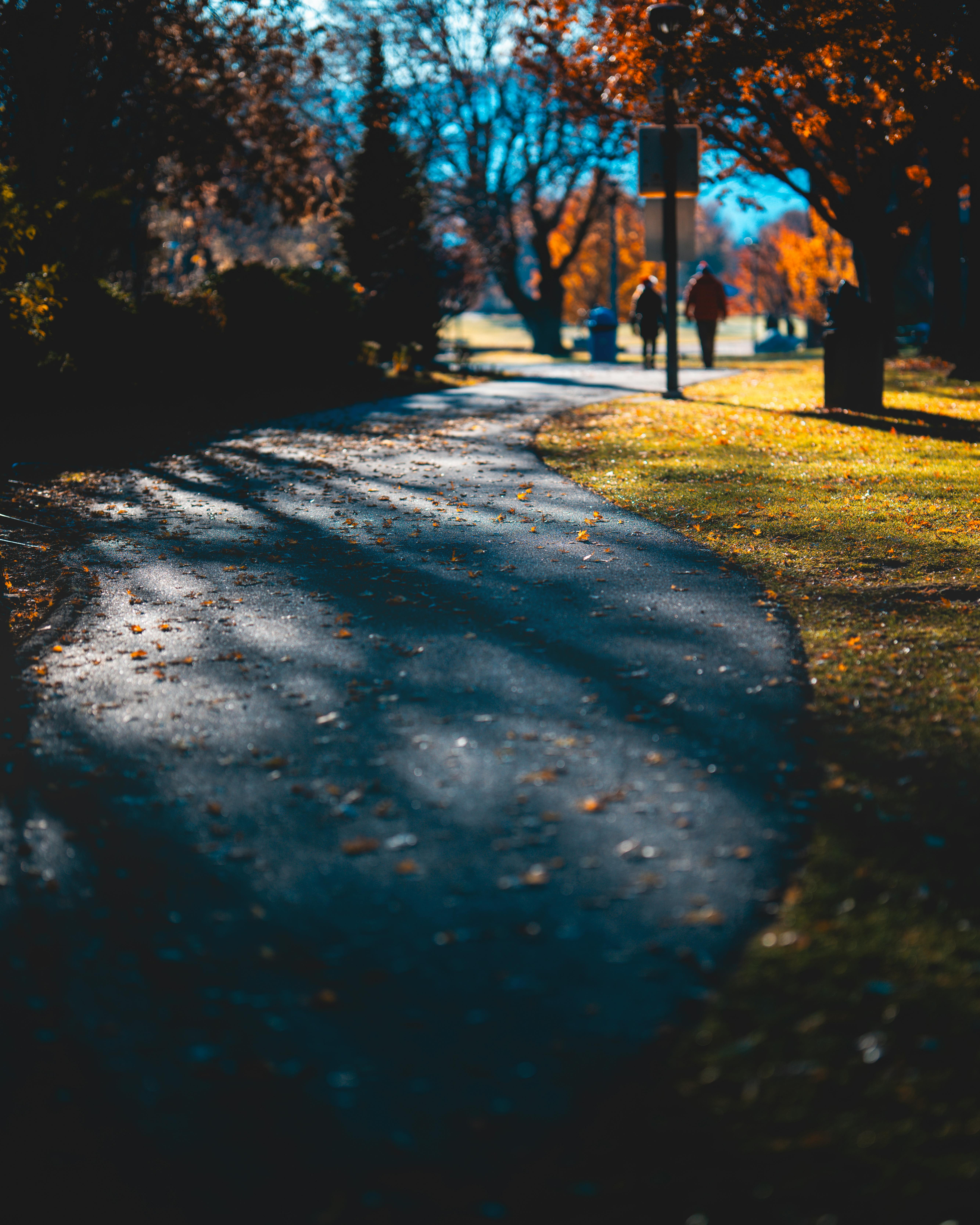 Asphalt Path in the Autumn Park · Free Stock Photo