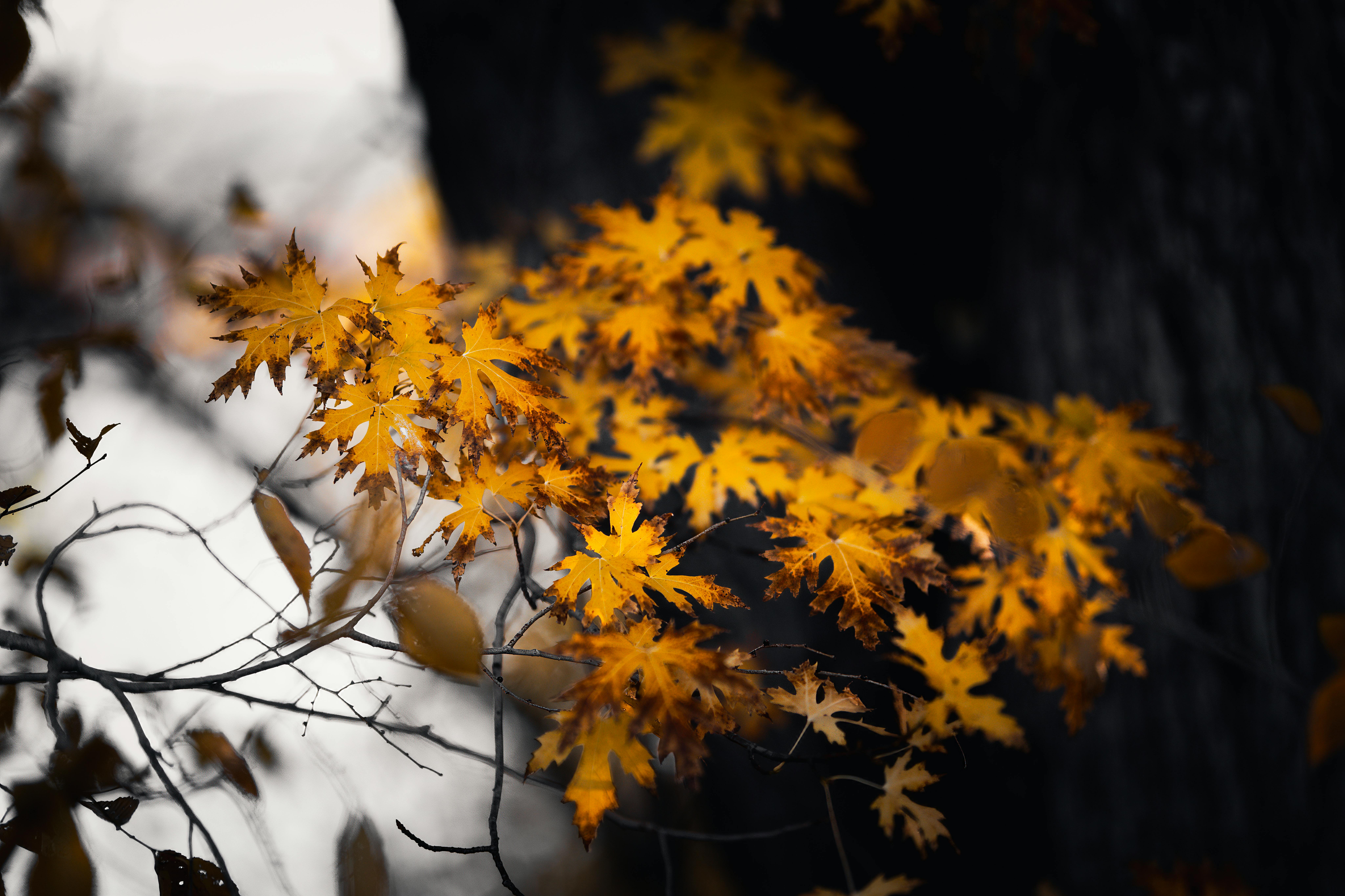 Yellow Autumn Leaves · Free Stock Photo