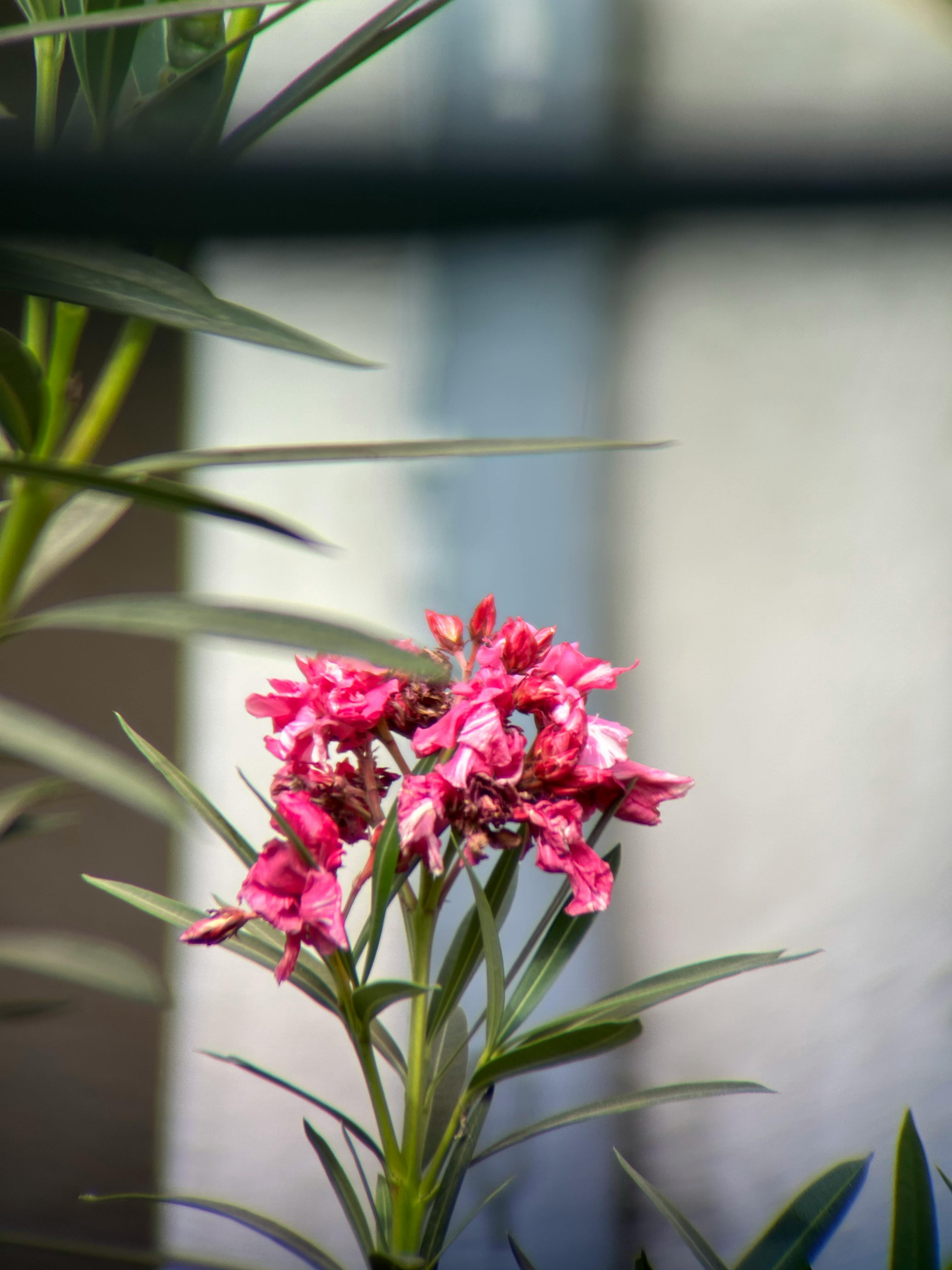 Ankan Sarkar - 사진