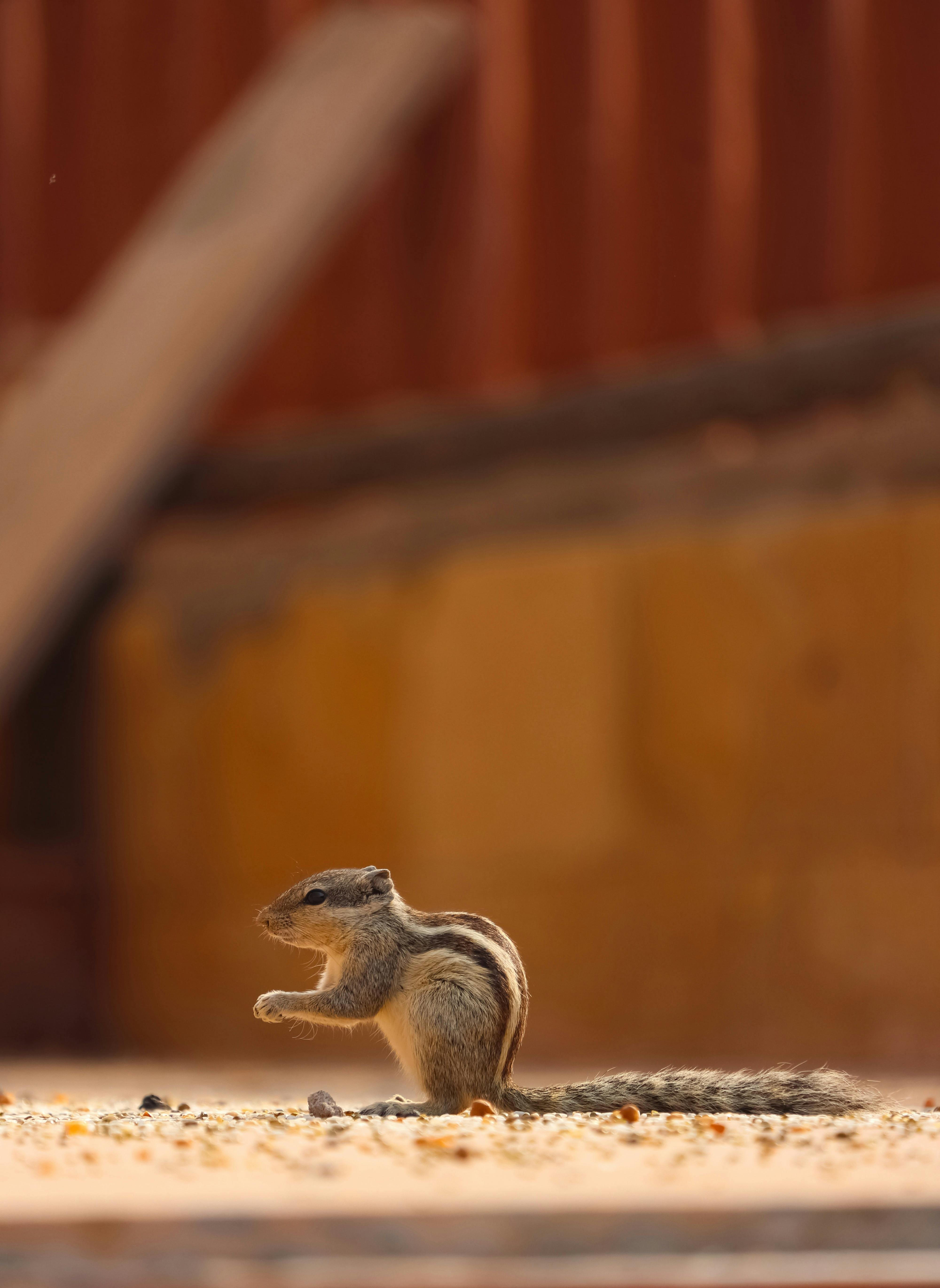 Chipmunk Standing with Food · Free Stock Photo