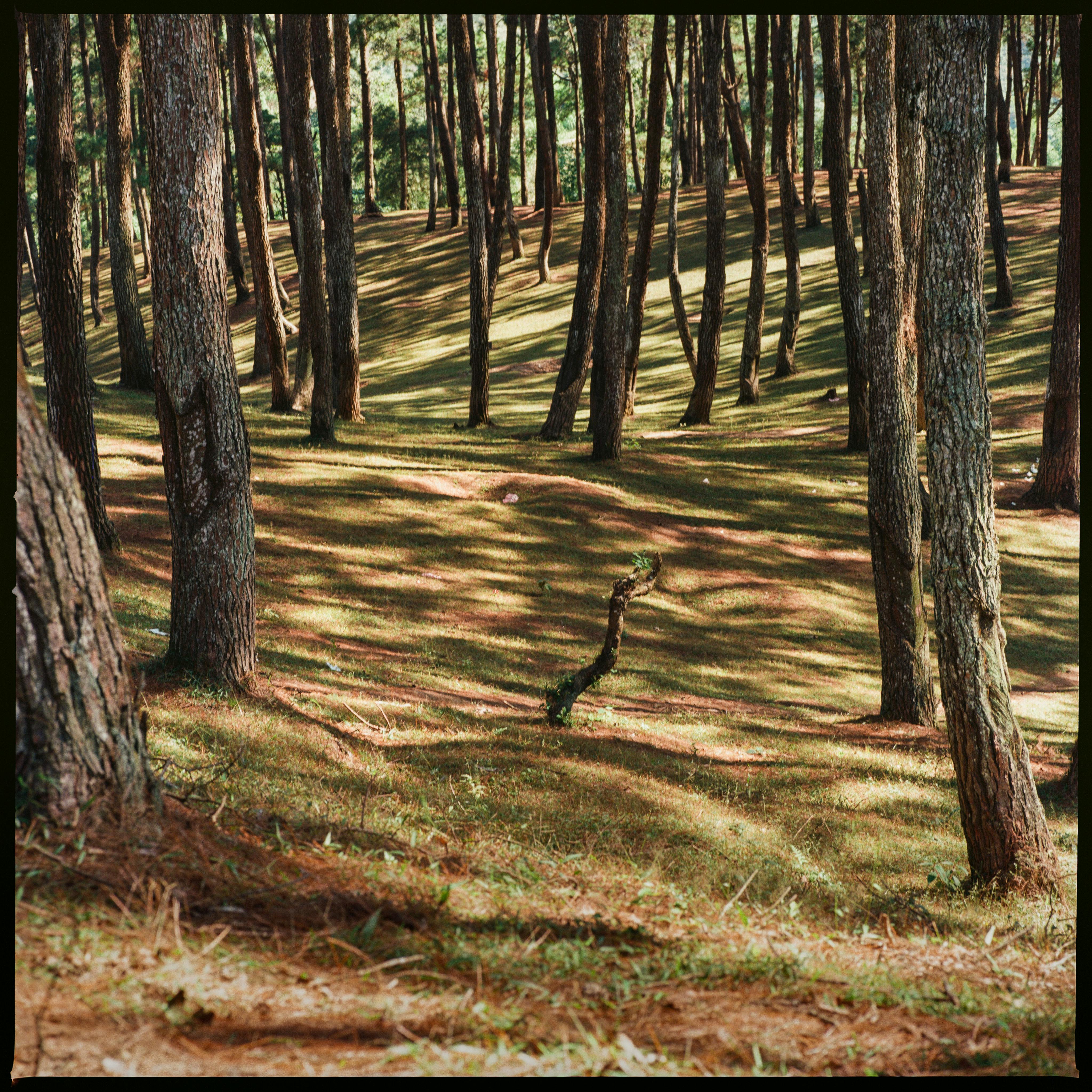 Firefly Forest Photos, Download The BEST Free Firefly Forest Stock ...