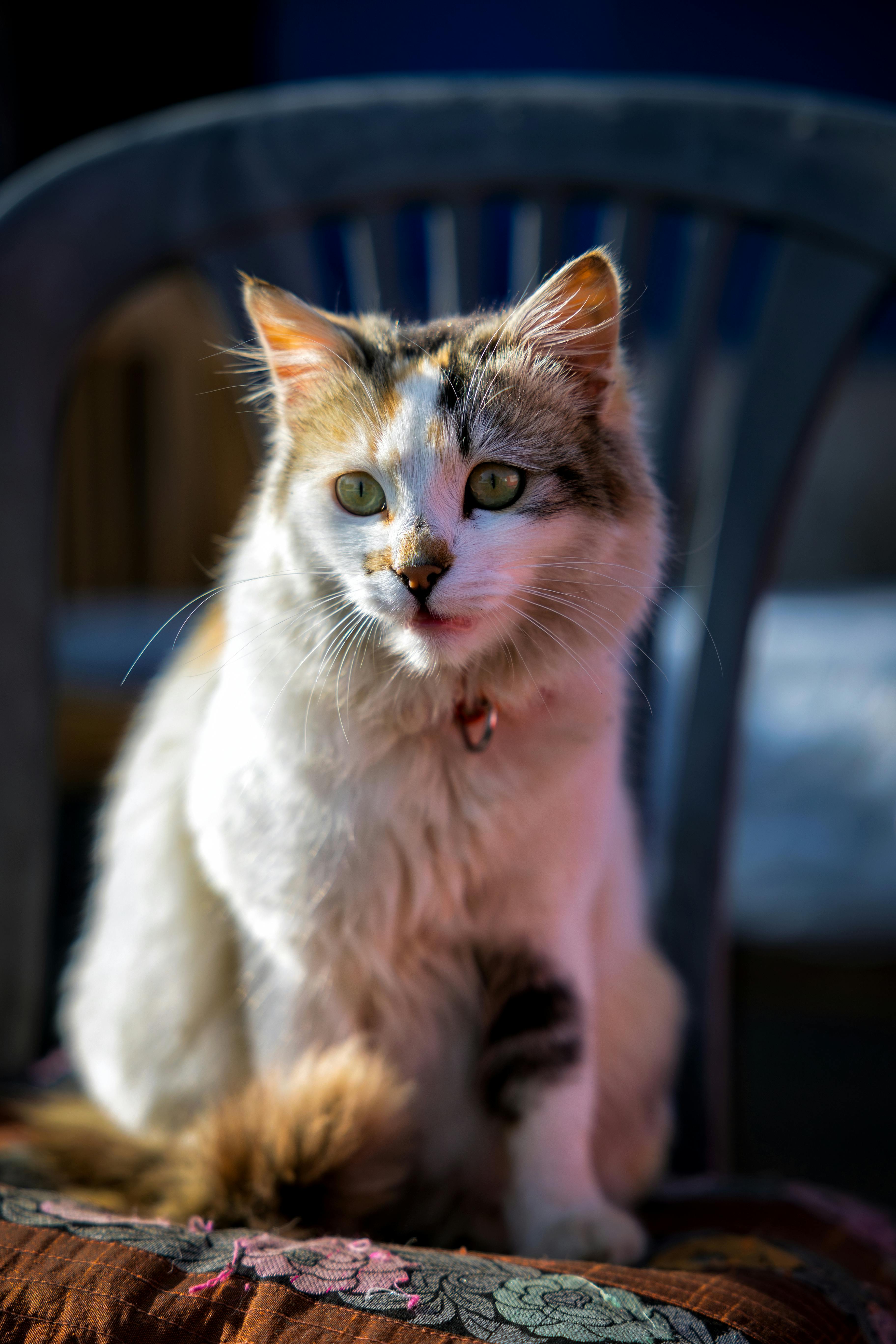 Cat Paws Poster Background Photos, Download The BEST Free Cat Paws ...