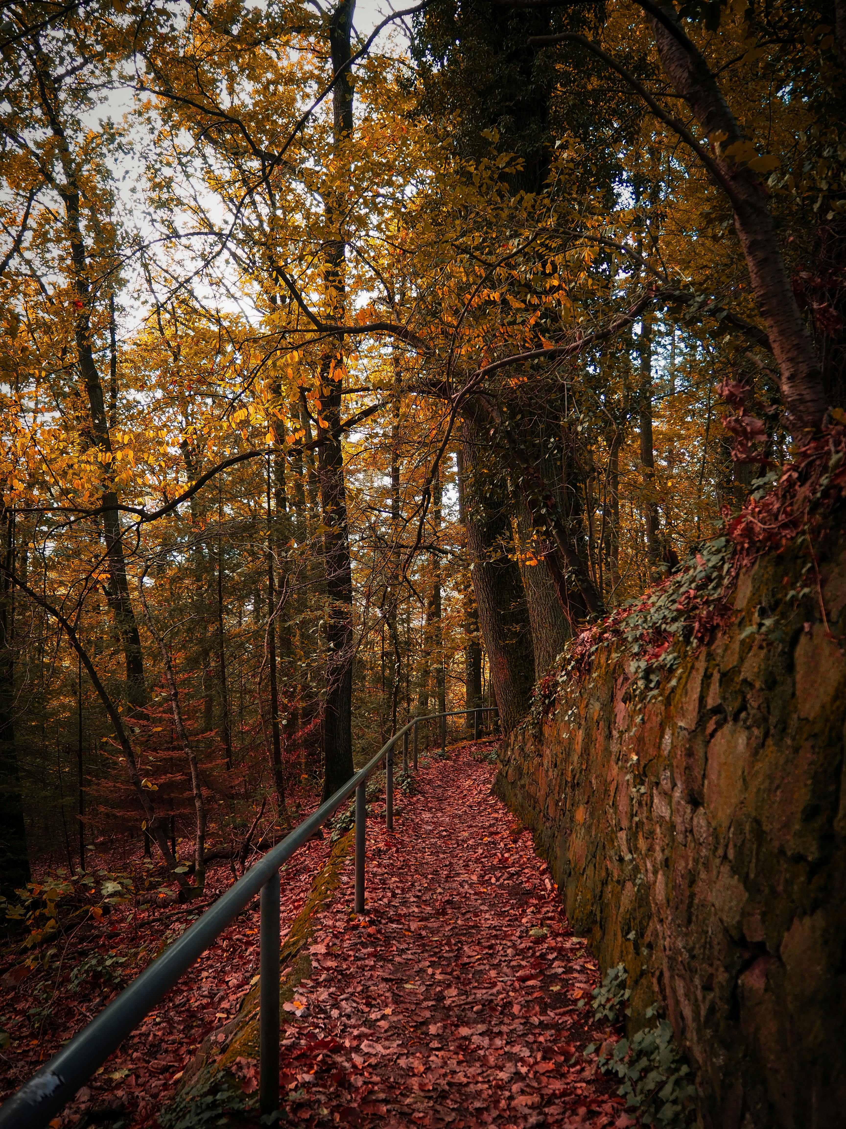 Railing by Footpath in Colorful Forest · Free Stock Photo