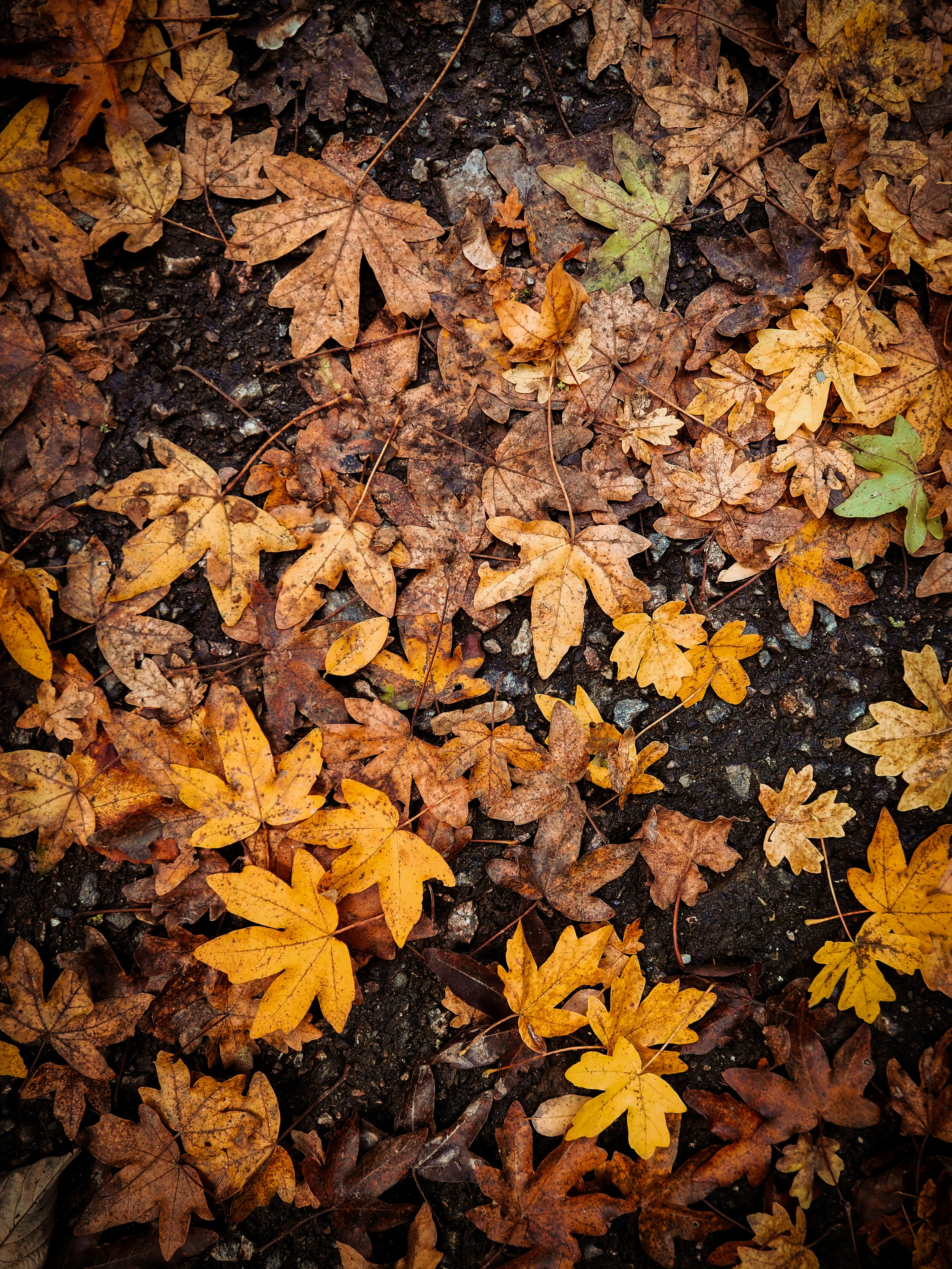 Natural Color Photos, Download The BEST Free Natural Color Stock Photos ...