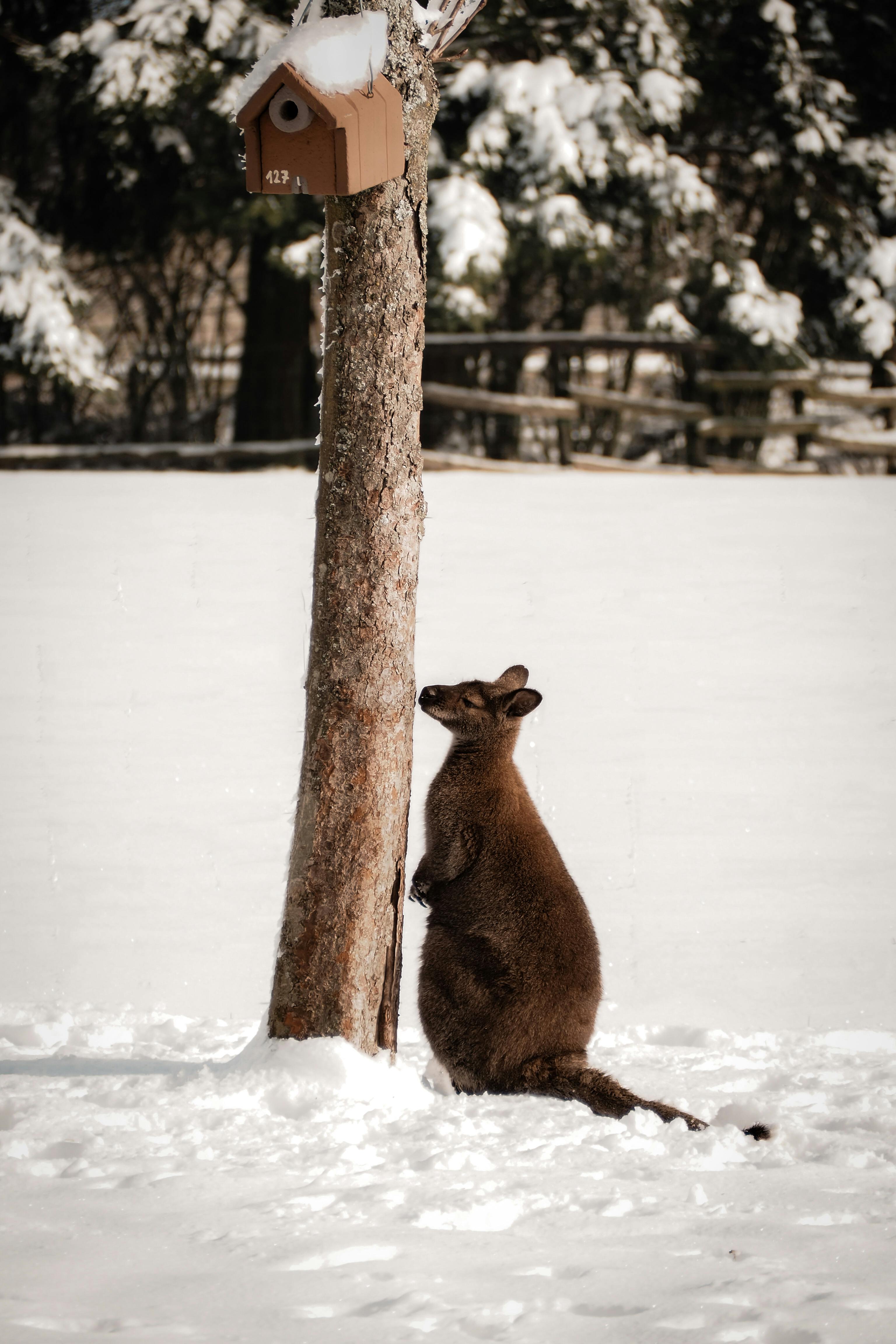 Kangaroo by a Tree in the Snow · Free Stock Photo