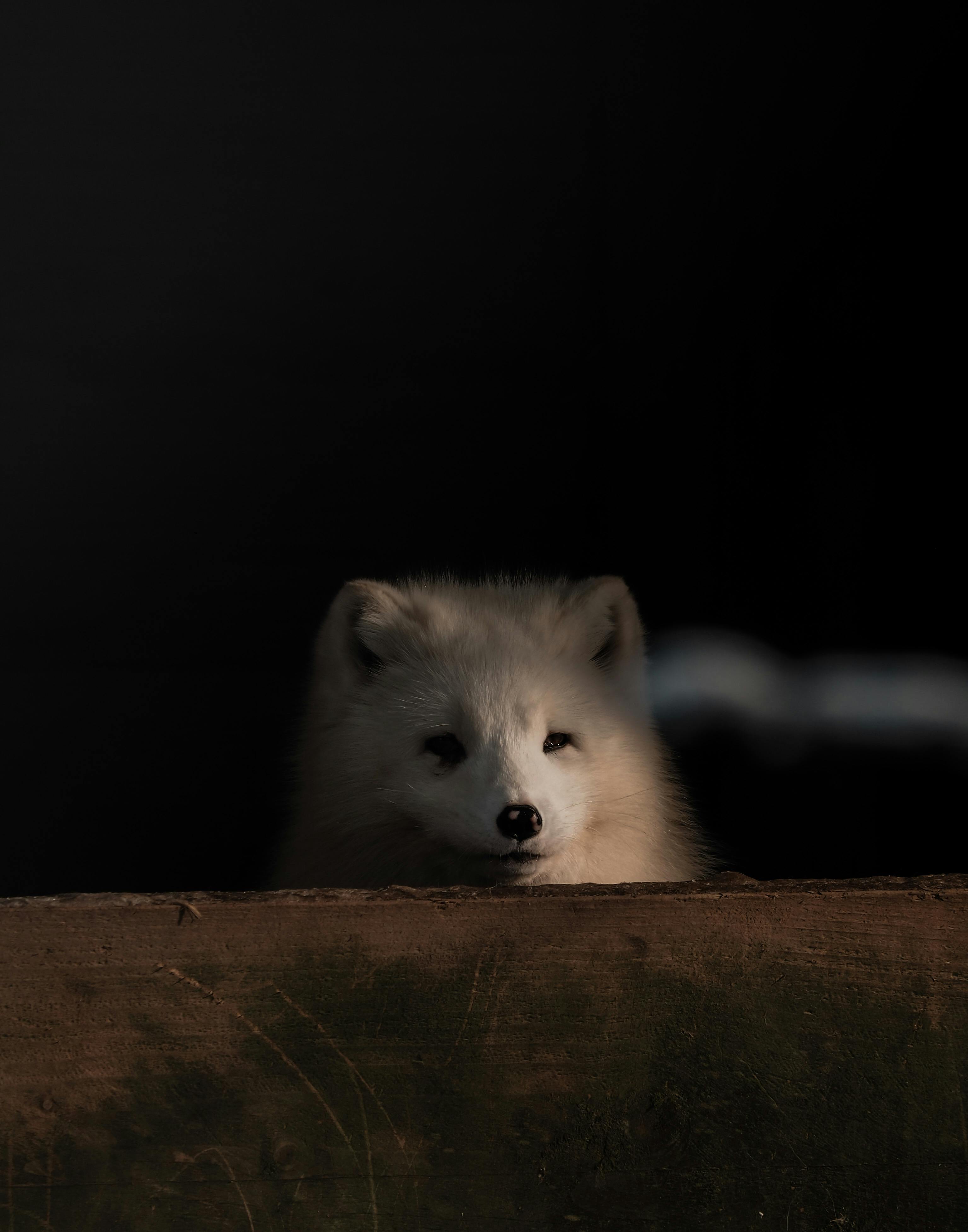 Head of an Arctic Fox Above a Wooden Fence · Free Stock Photo