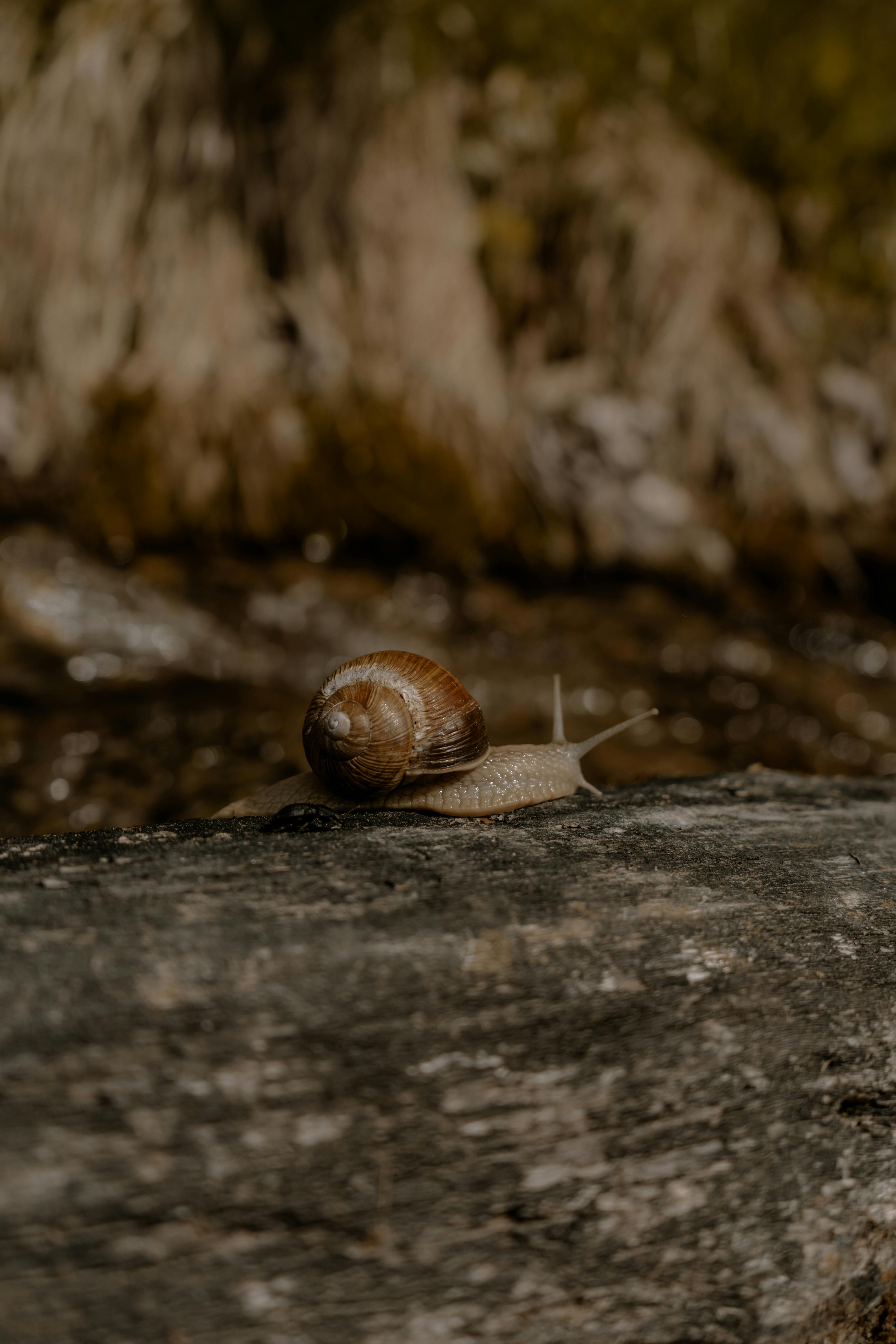 Australian Pelican Hunting Snake in Puddle · Free Stock Photo