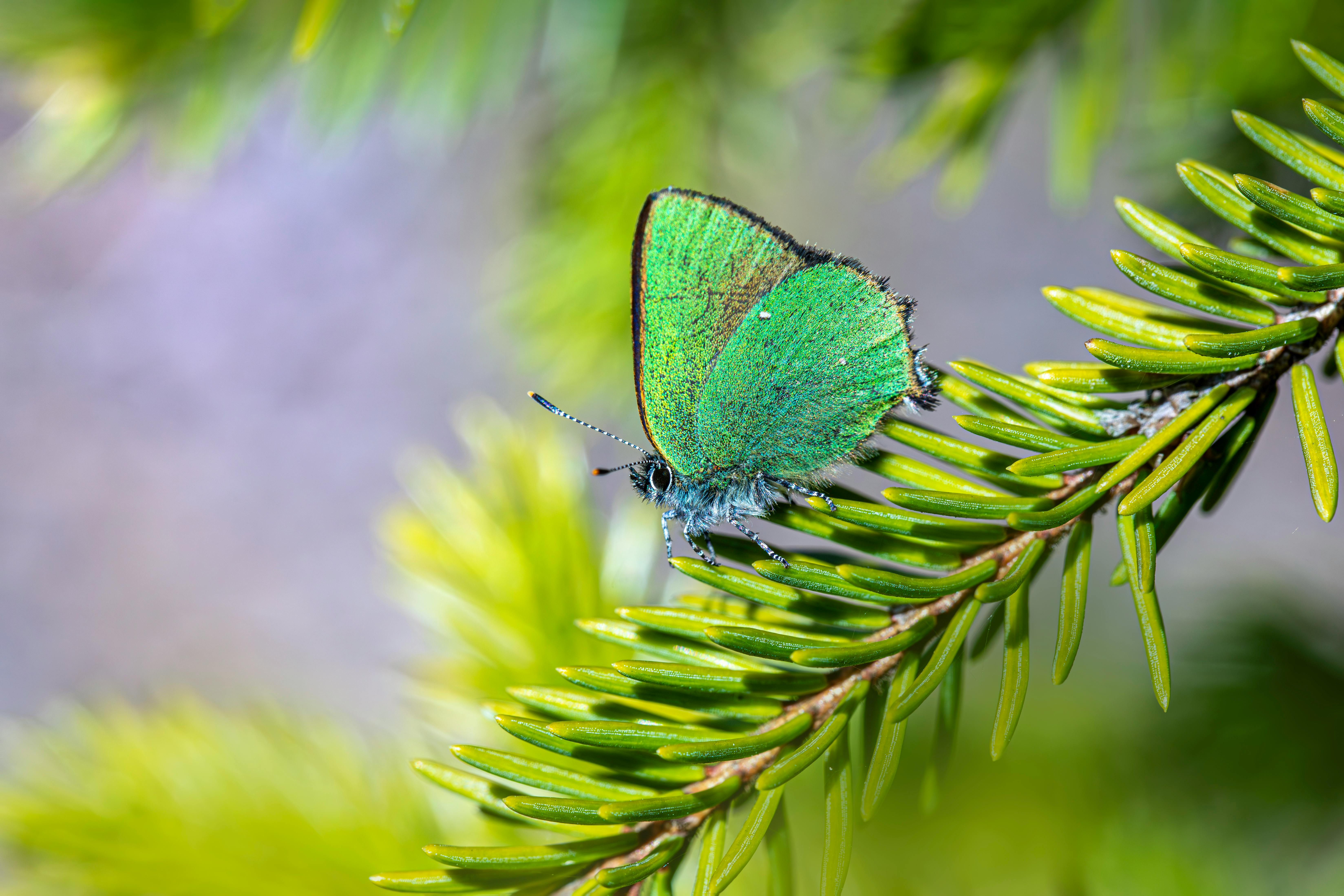 Animal Body Part Photos, Download The BEST Free Animal Body Part Stock ...