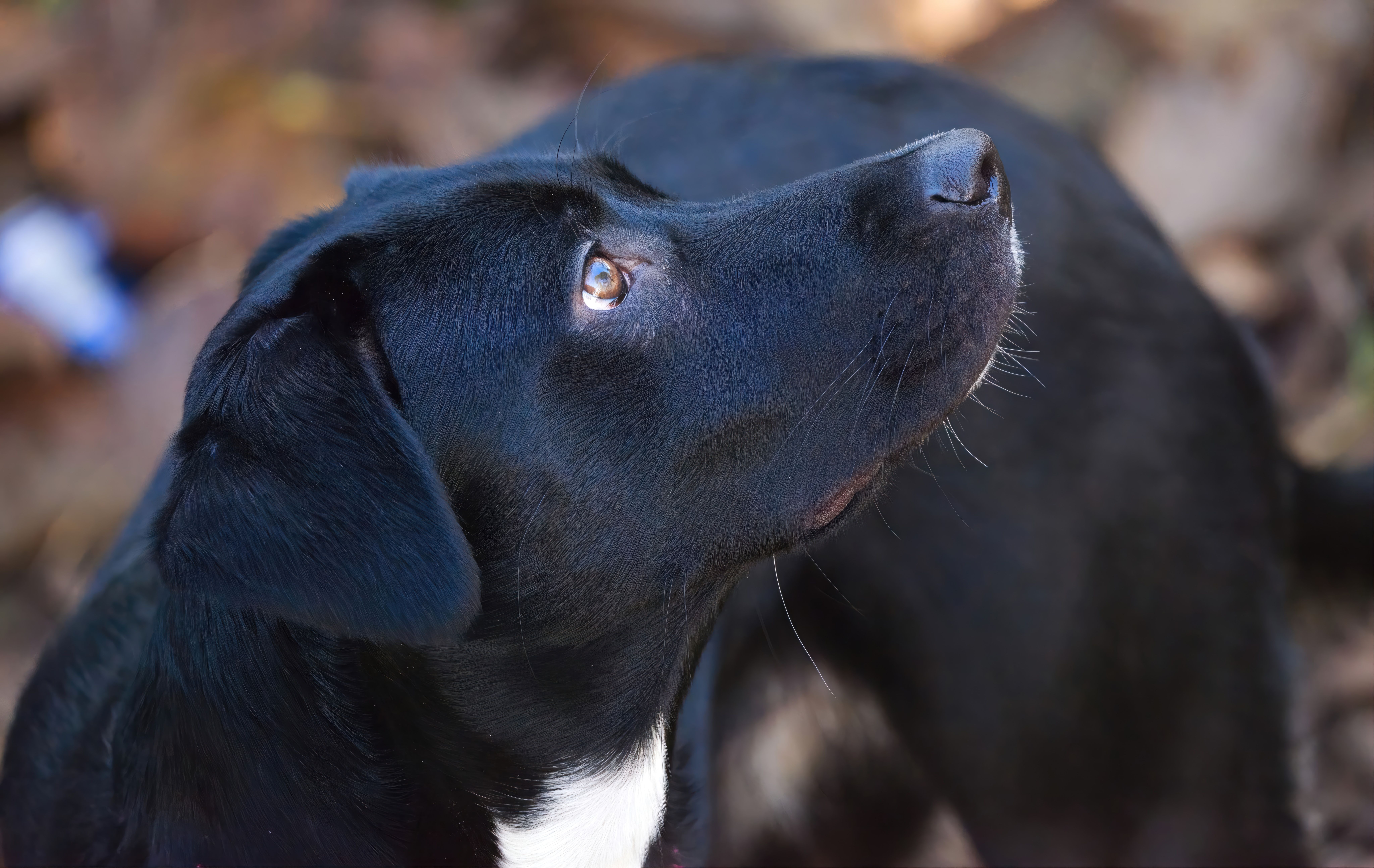 Close-up of a Black Dog · Free Stock Photo