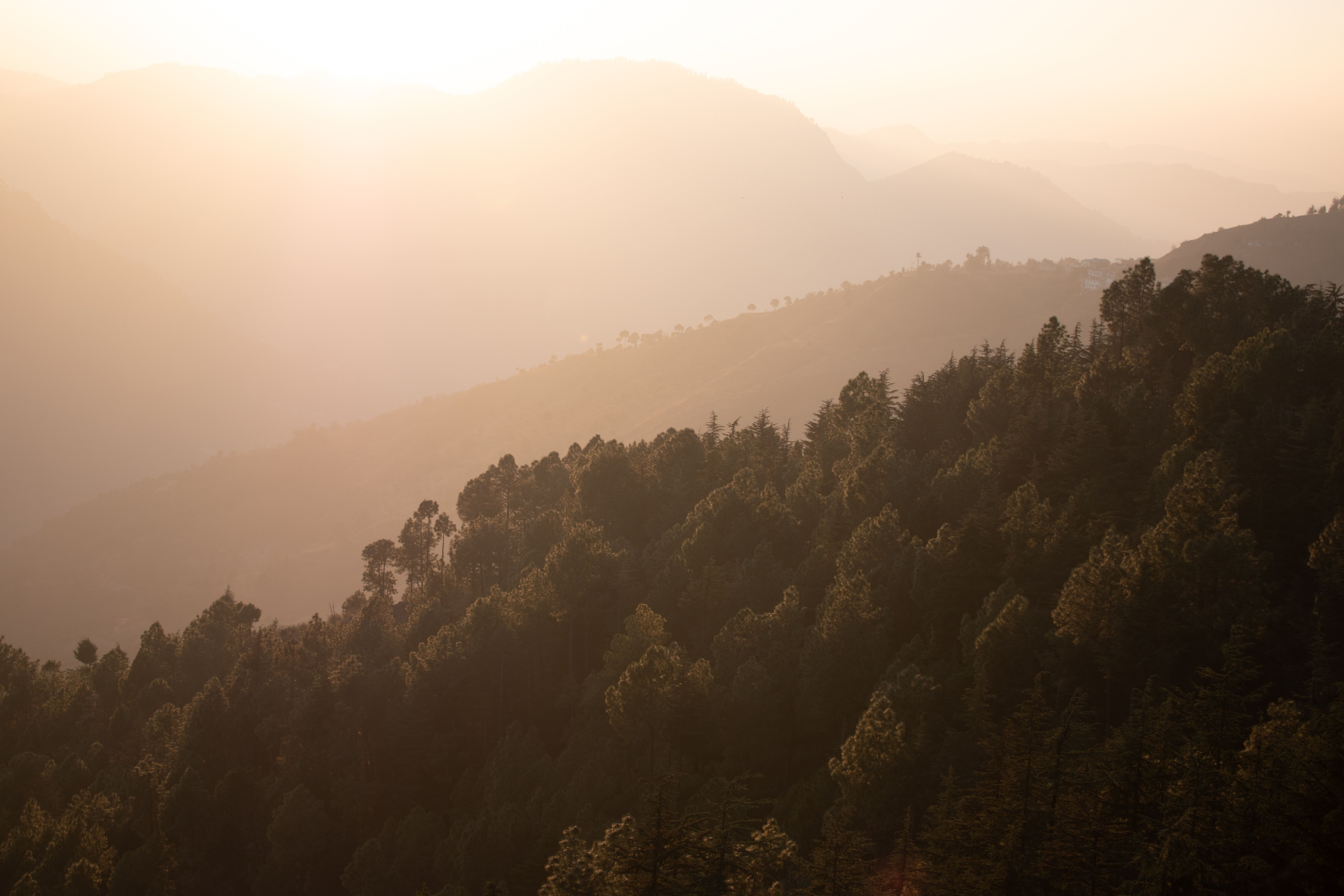 Sunset Sunlight over Deep Forest · Free Stock Photo