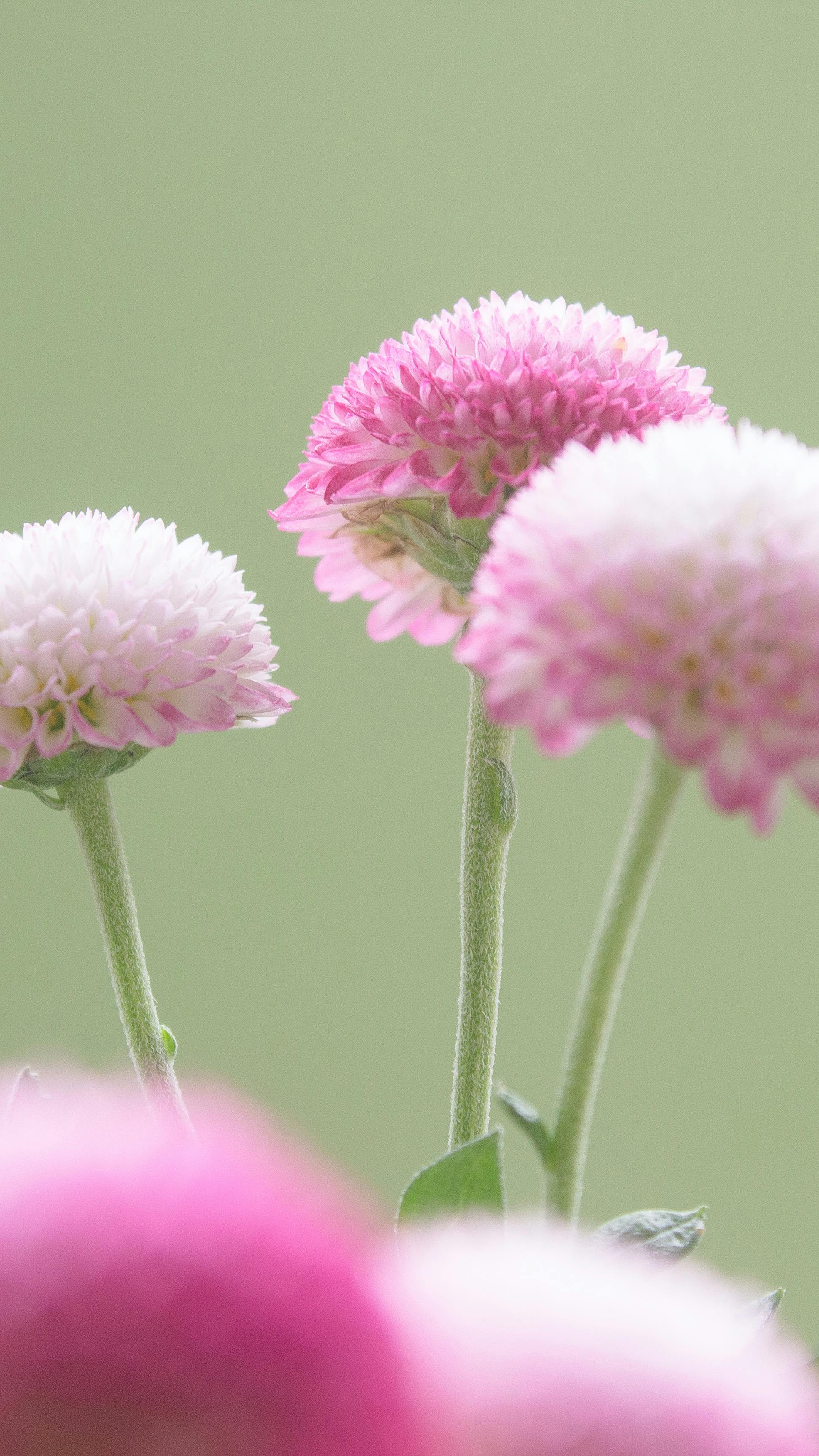 Dusty Pink Photos, Download The BEST Free Dusty Pink Stock Photos & HD ...