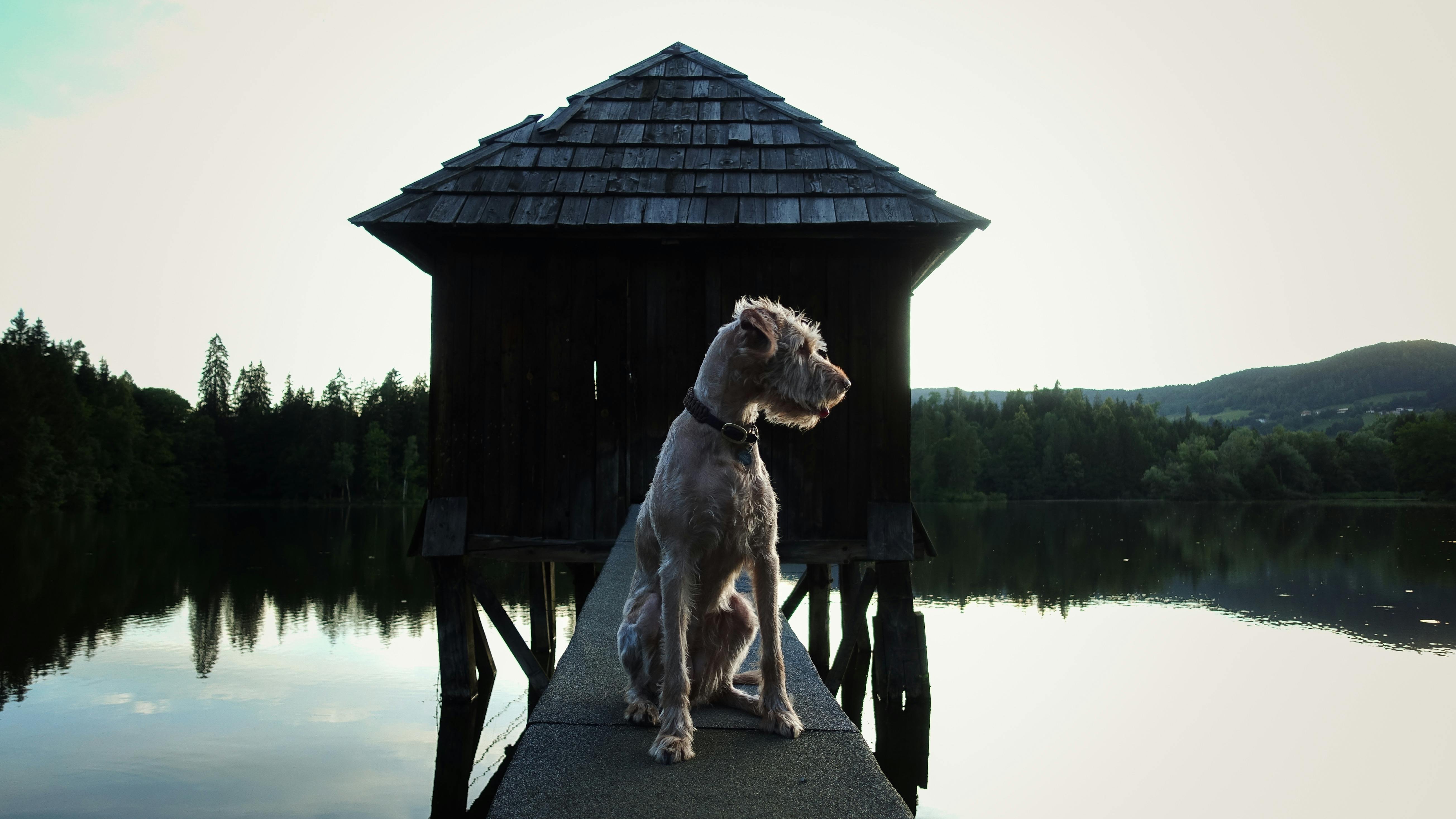 Shaggy Shack Photos, Download The BEST Free Shaggy Shack Stock Photos ...