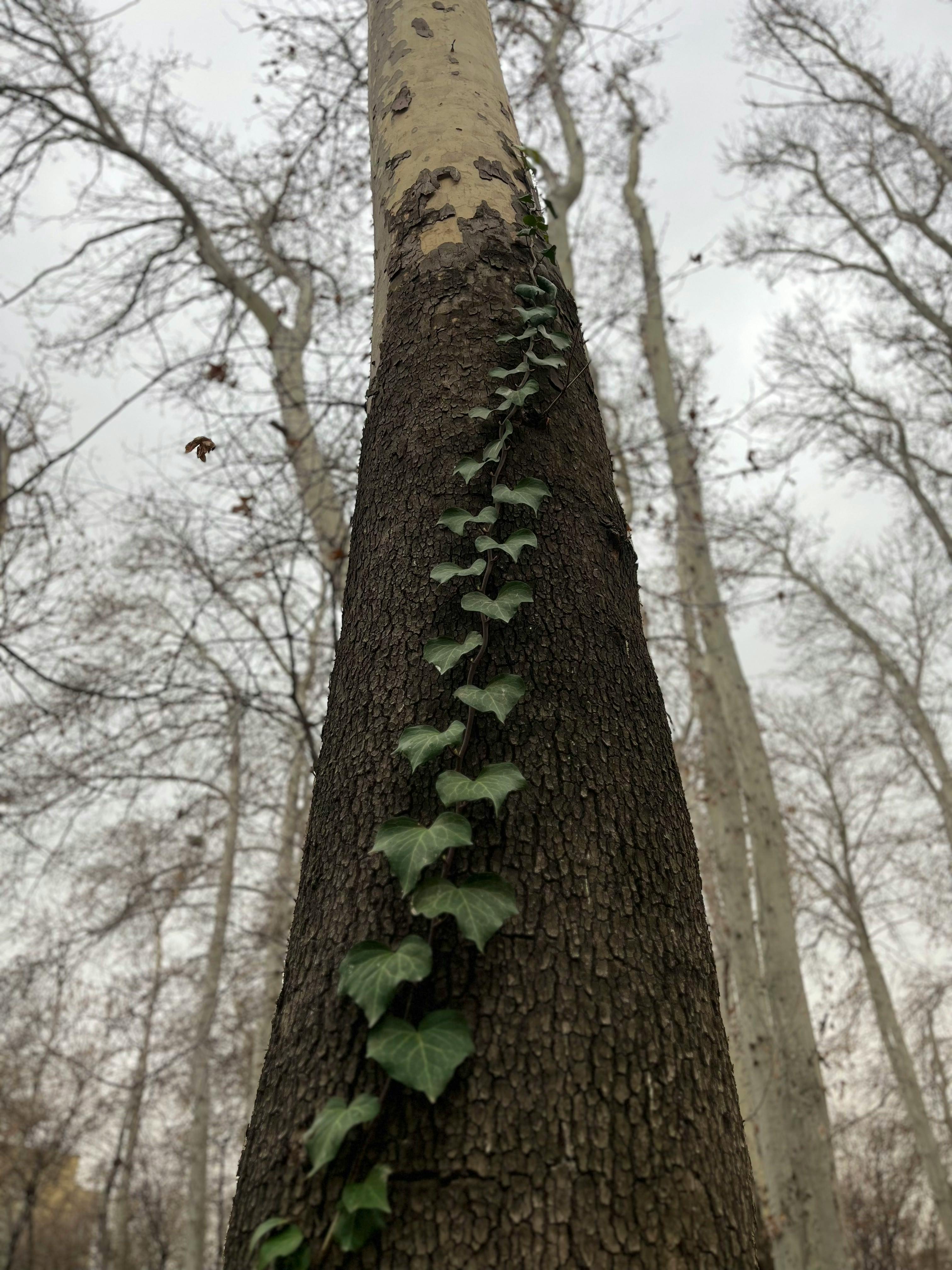 Ivy Creeping Up the Tree Trunk · Free Stock Photo