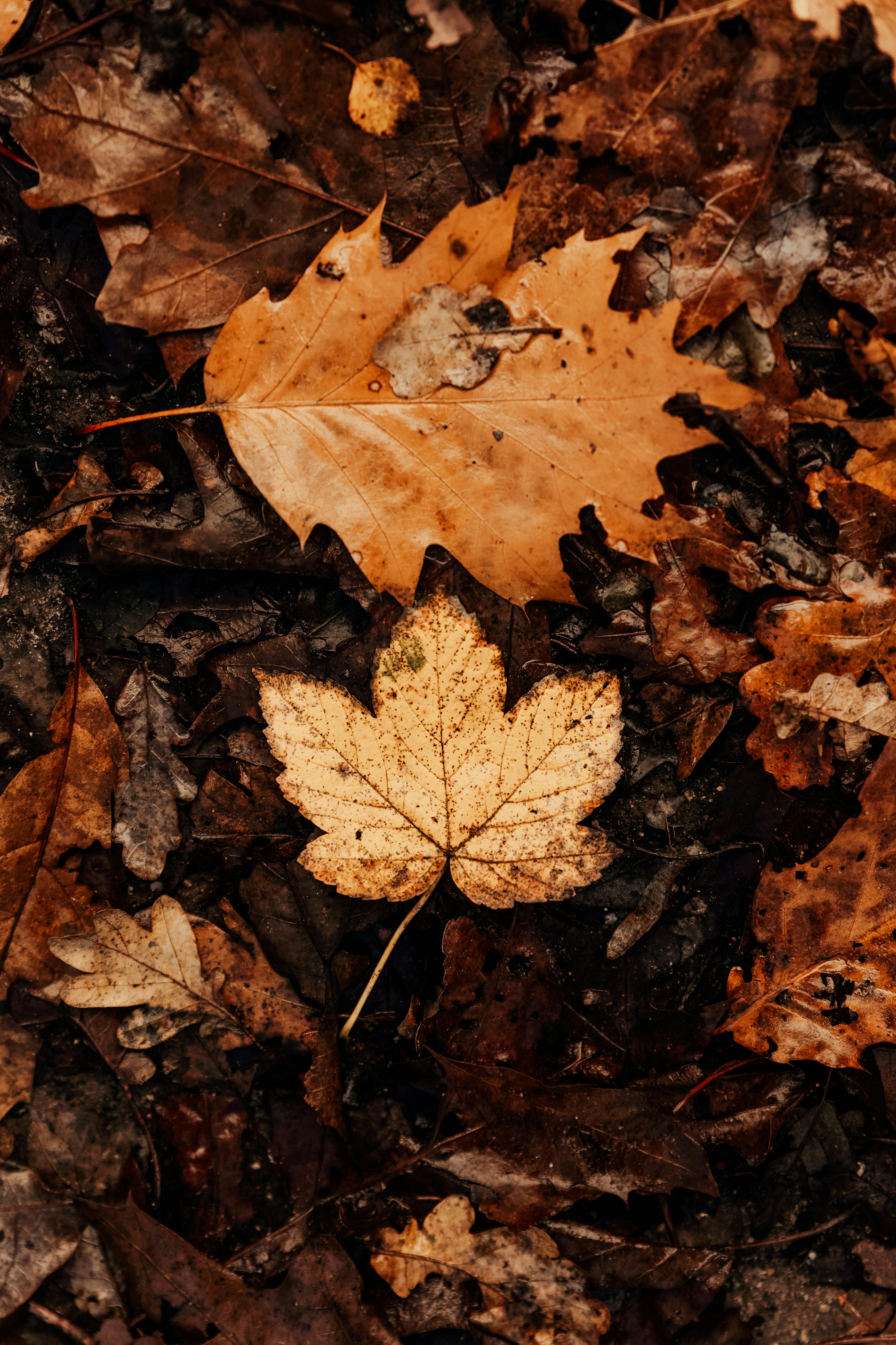 Wet Autumn Leaves Lying in the Mud · Free Stock Photo