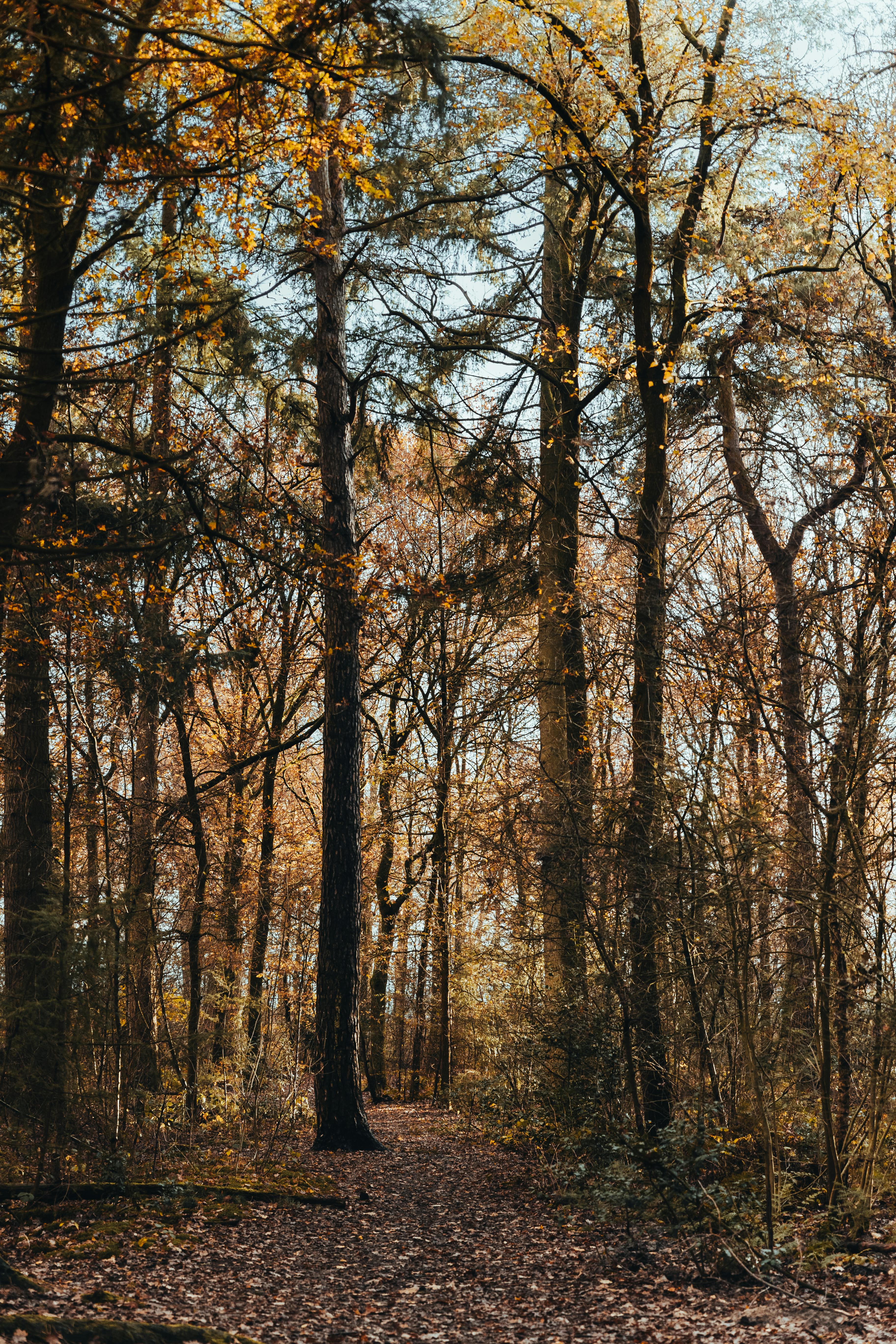 Photo of a Pathway in a Forest · Free Stock Photo