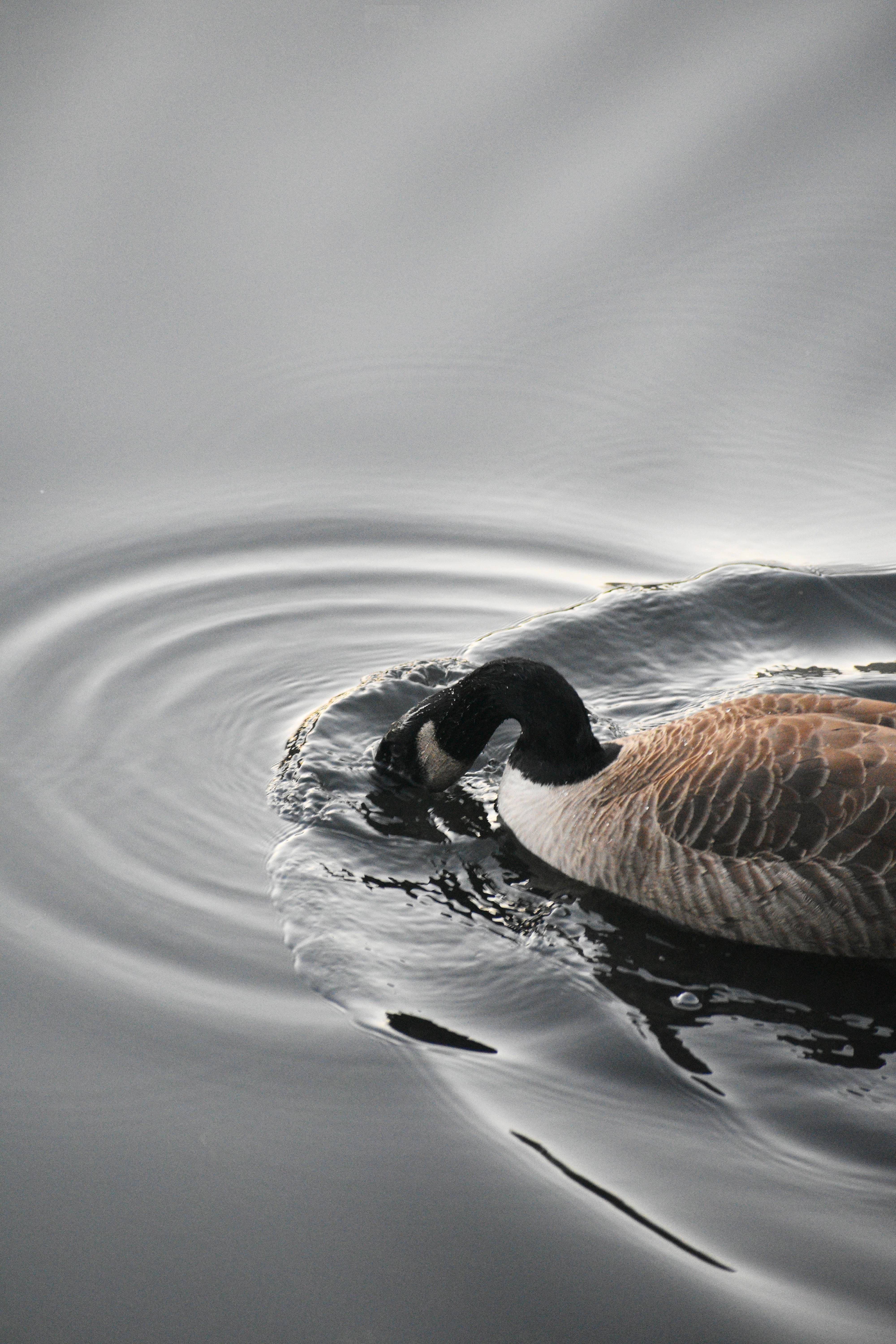 Goose Splashing in the Water · Free Stock Photo