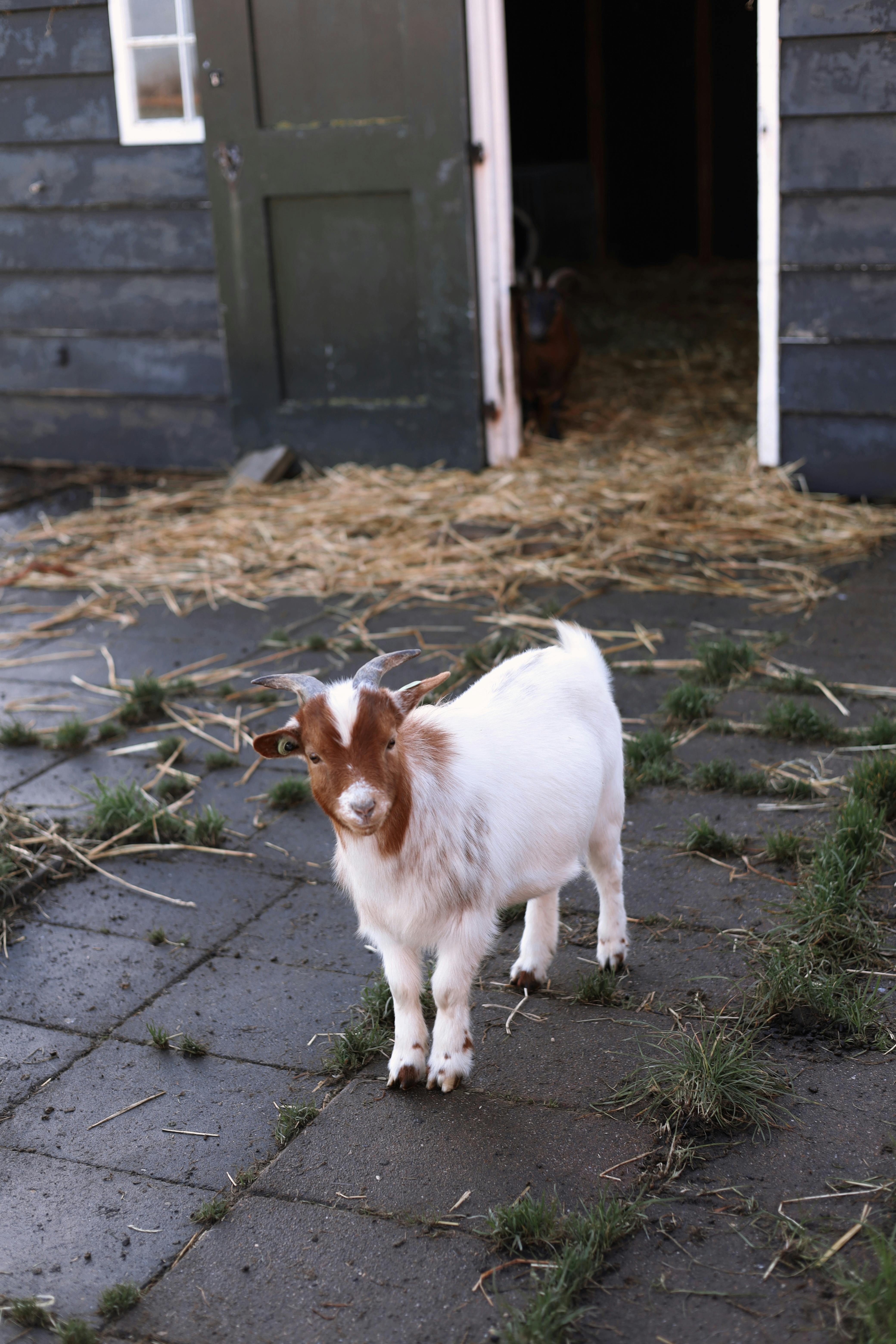 Goat Kid on Pavement · Free Stock Photo