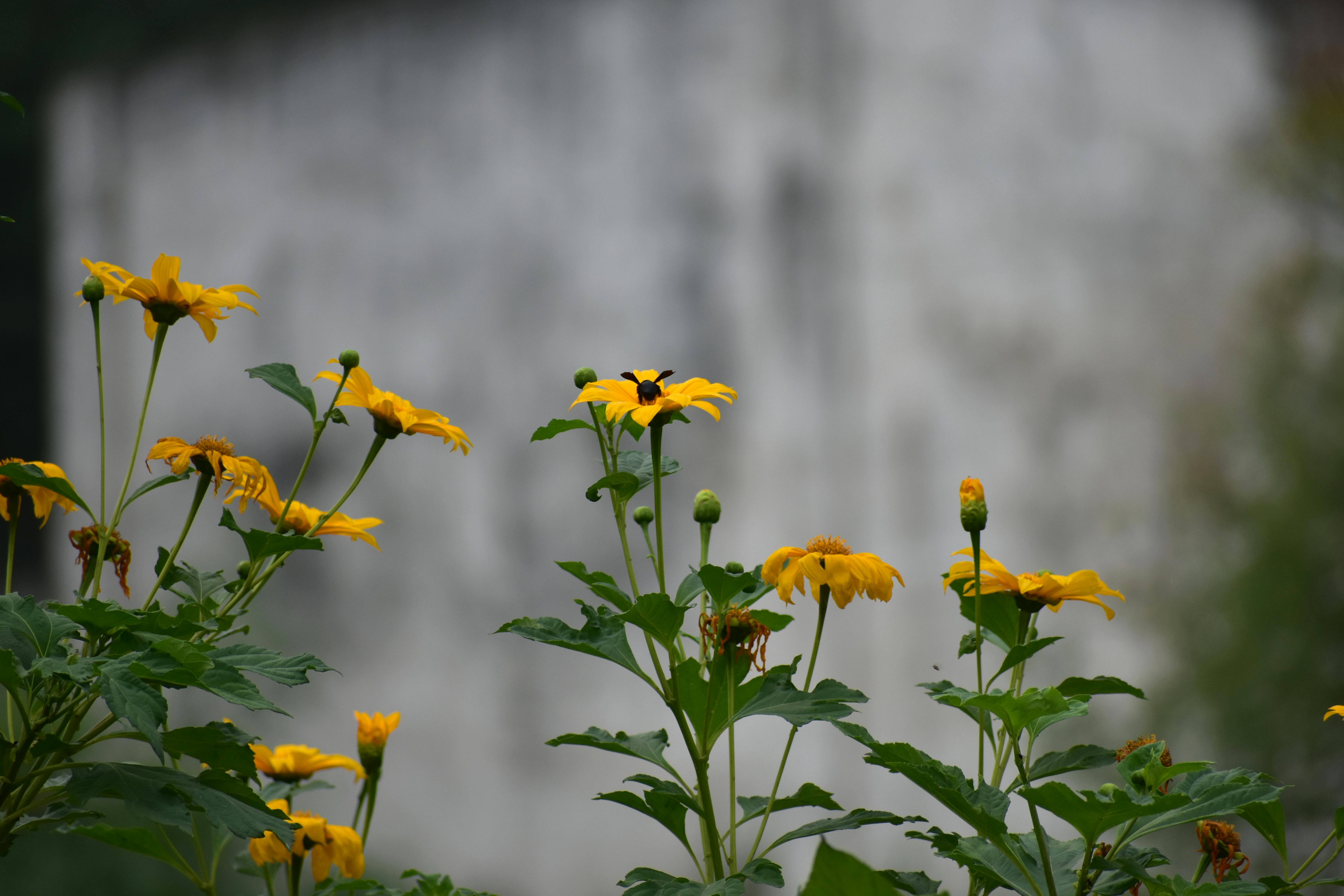 Vishal Govada - 사진