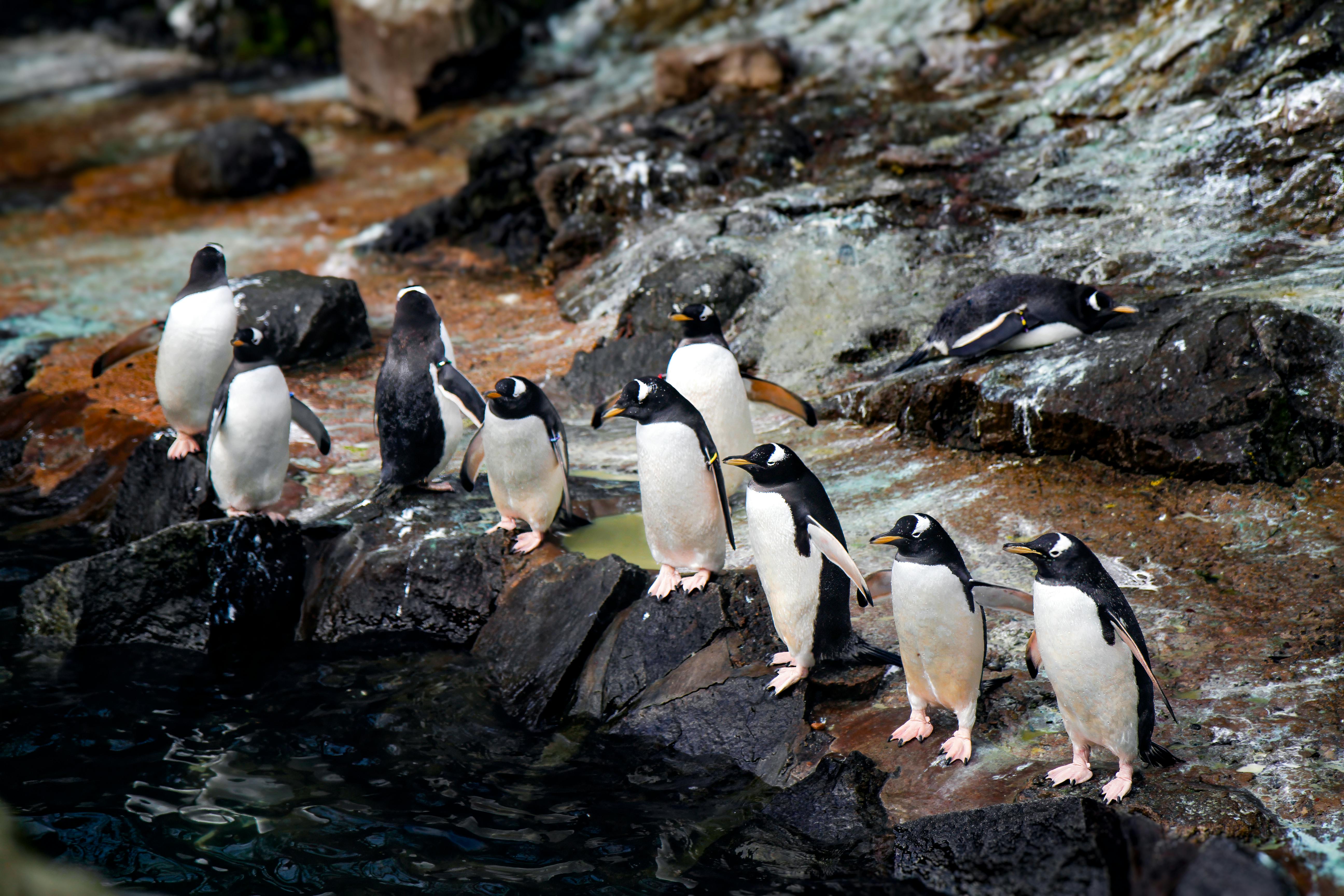 Penguins on Rocks on Shore · Free Stock Photo