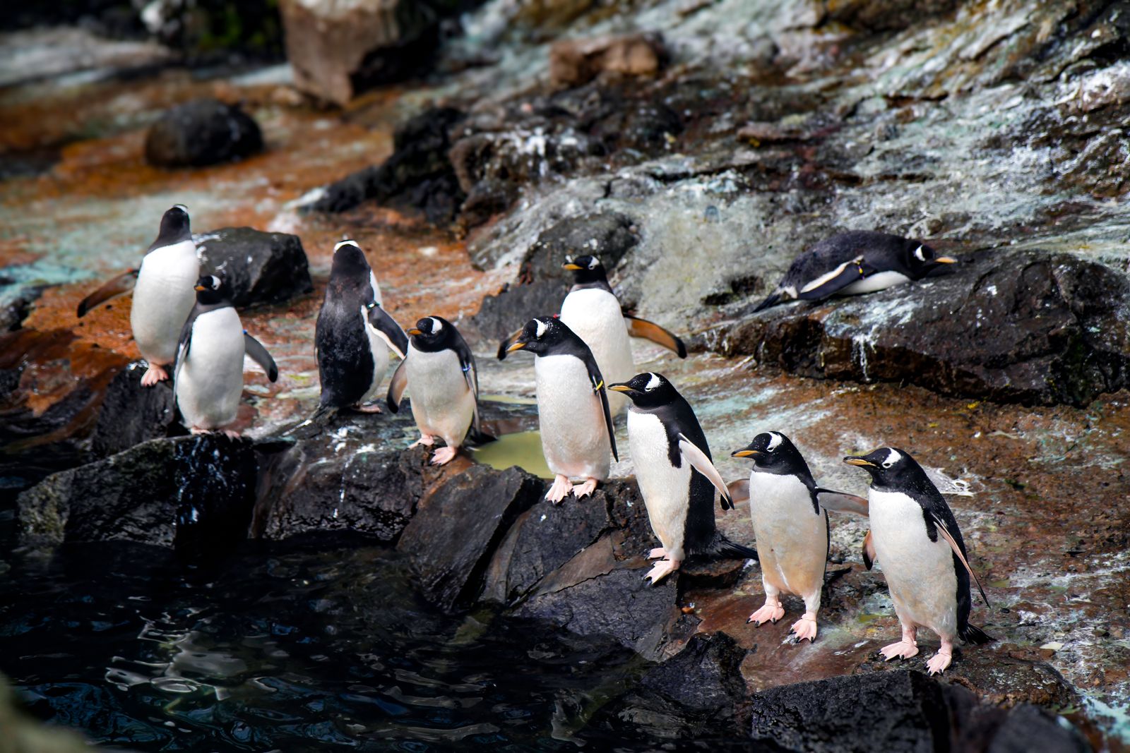 Penguins Animated Wallpaper Photos, Download The BEST Free Penguins ...