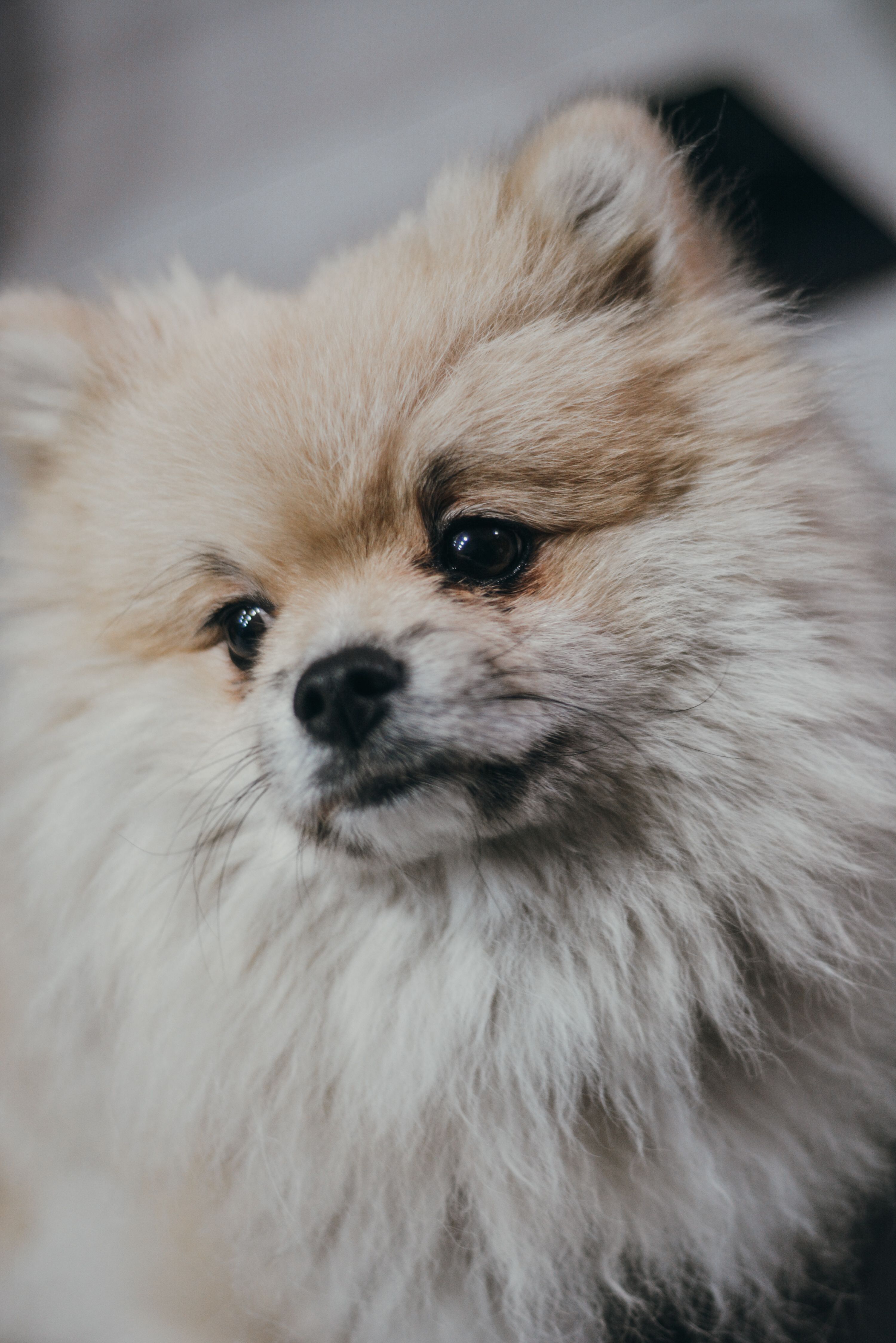Close-up of Pomeranian Dog Head · Free Stock Photo