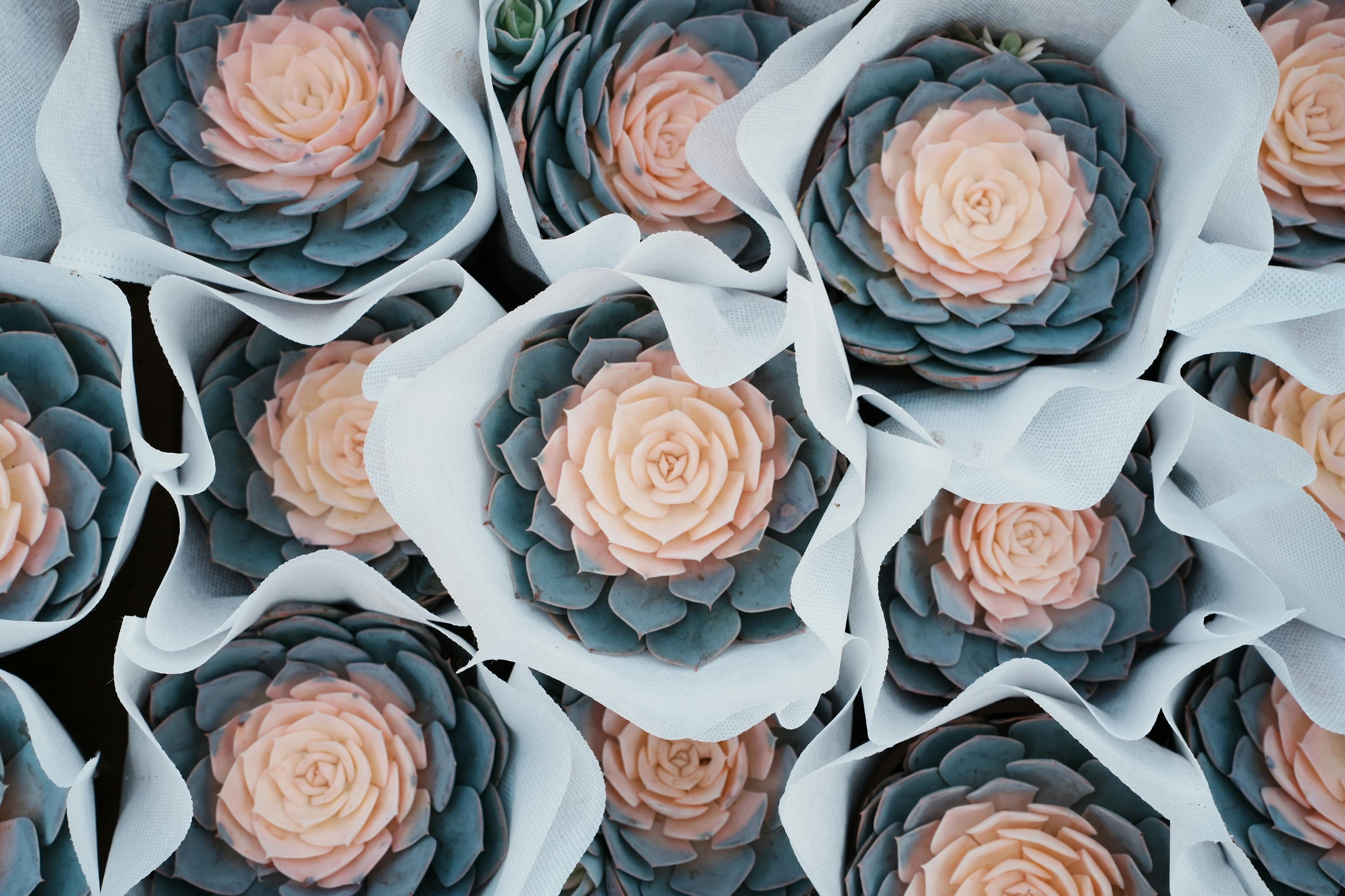 Rosettes Photos, Download The BEST Free Rosettes Stock Photos & HD Images