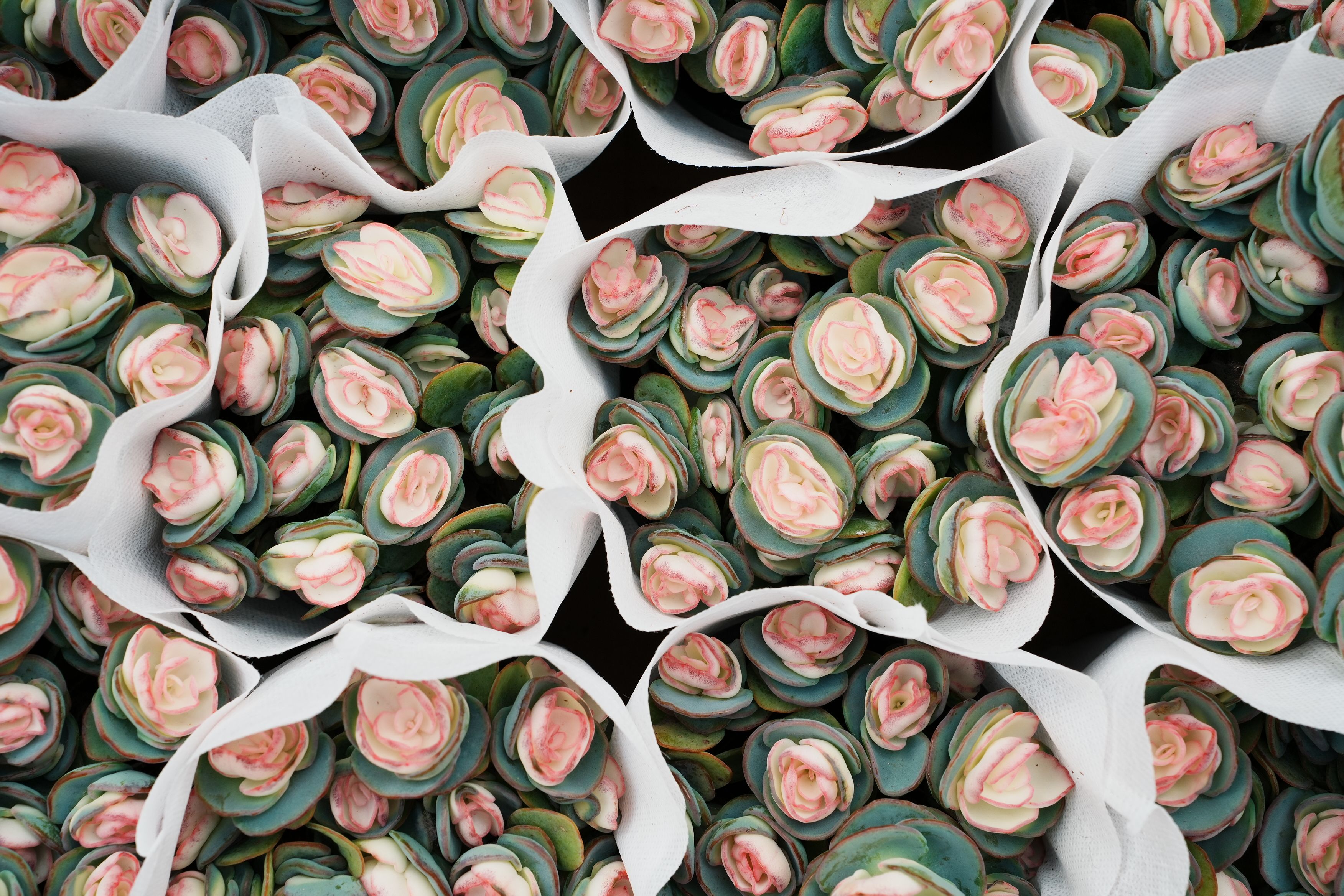 Wrapping Paper Texture Photos, Download The BEST Free Wrapping Paper ...